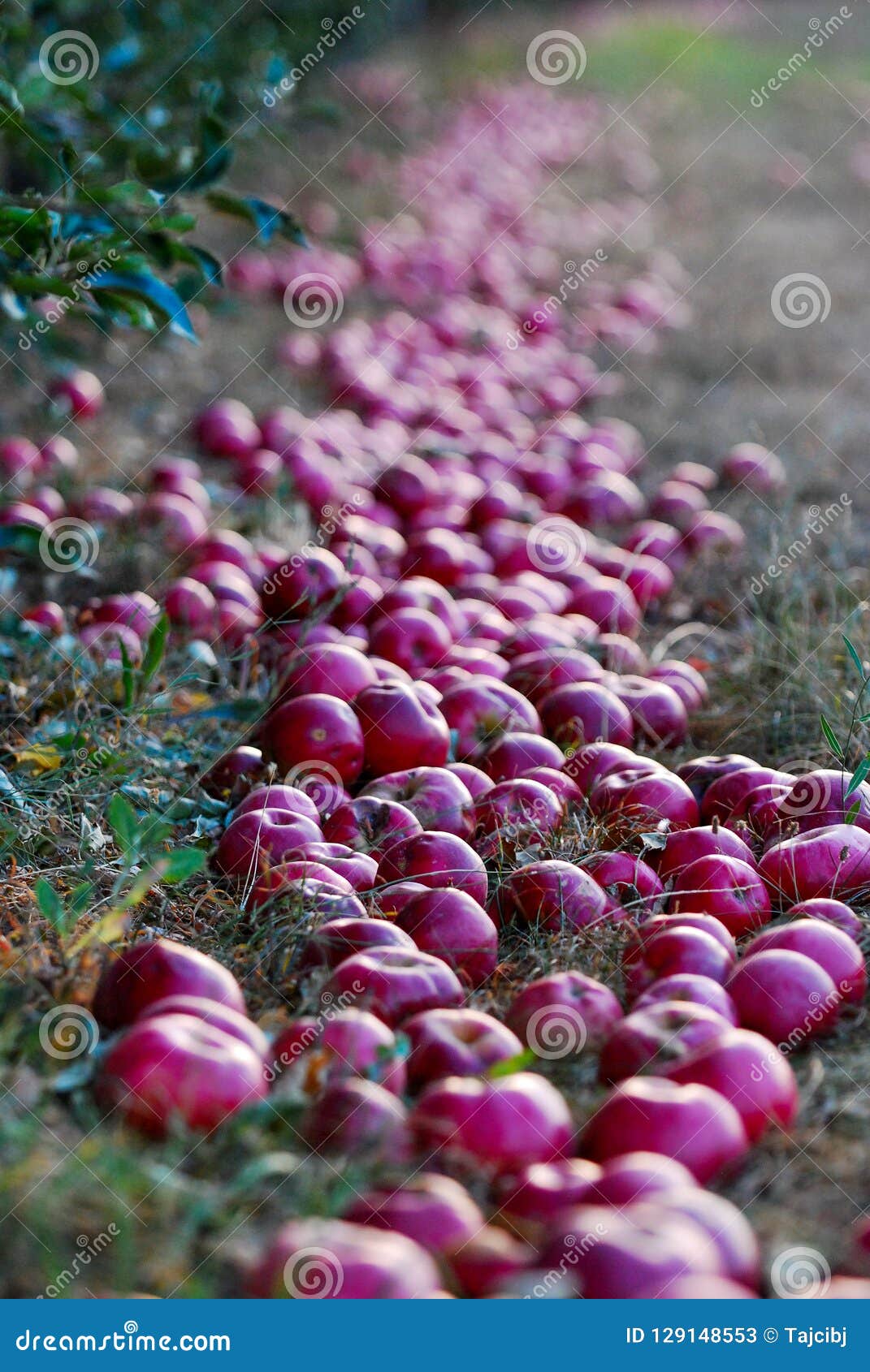Ripe Apples Fallen in an Apple Orchard, Shallow Dof Stock Image - Image ...