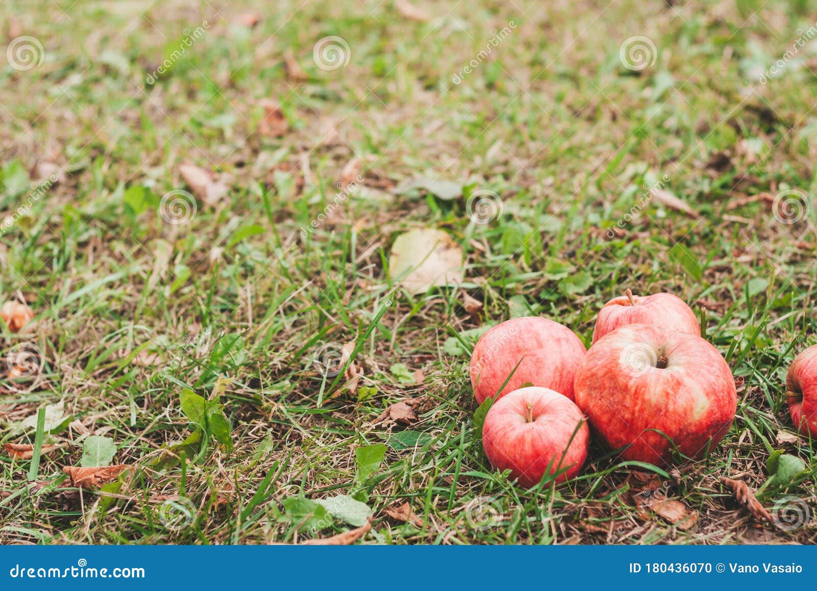 Ripe Apples Fell from the Tree Stock Photo - Image of healthy, holding ...