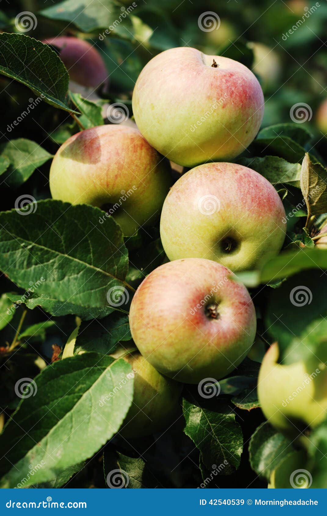 Ripe apples stock image. Image of juicy, apples, group - 42540539