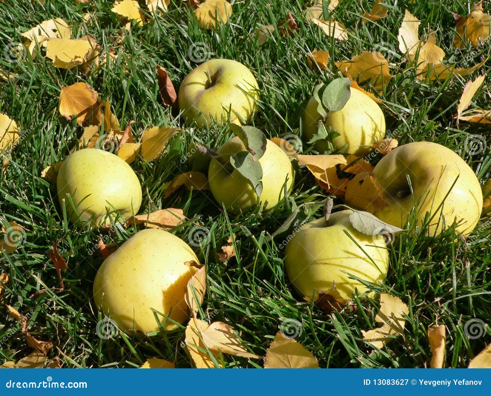 Ripe apples on the grass stock image. Image of fruit - 13083627