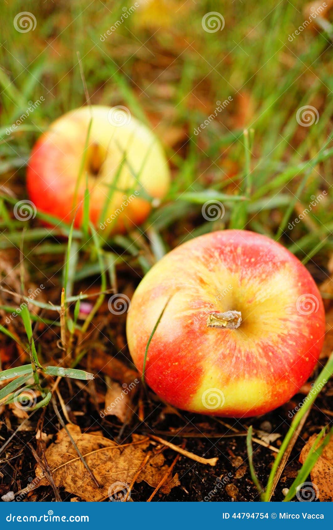 Ripe apples stock photo. Image of grass, apples, leaves - 44794754