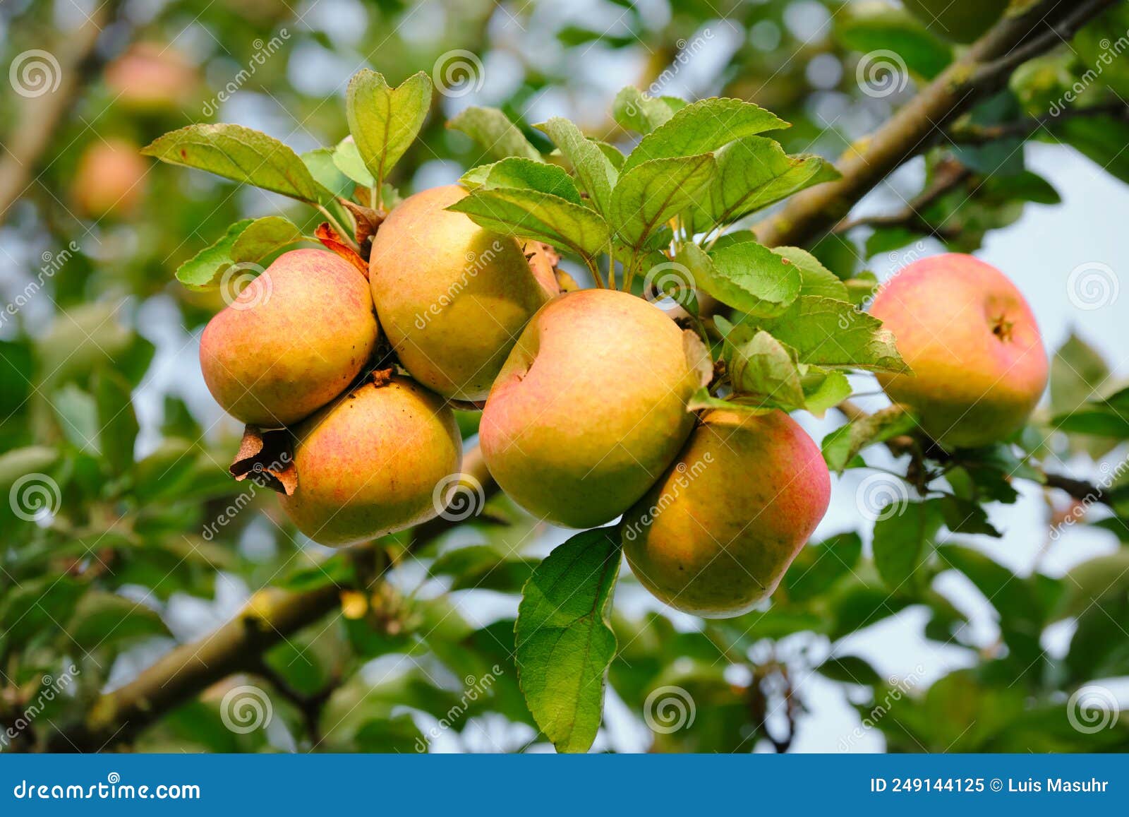 Ripe Apples Hanging in a Fruit Tree with Sunset Light Stock Image ...