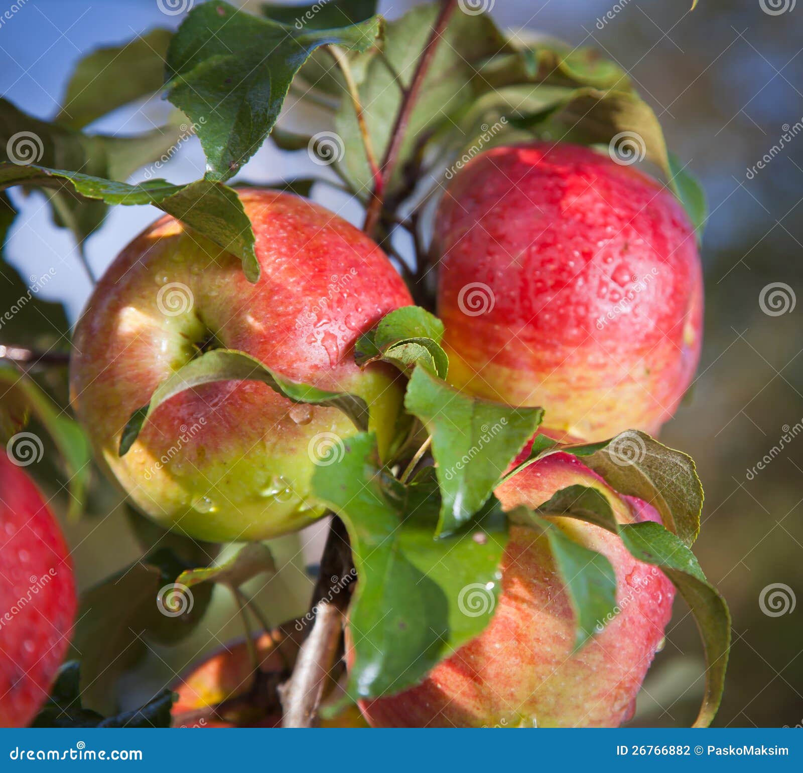 Ripe apples on leafy tree stock photo. Image of leafy - 26766882