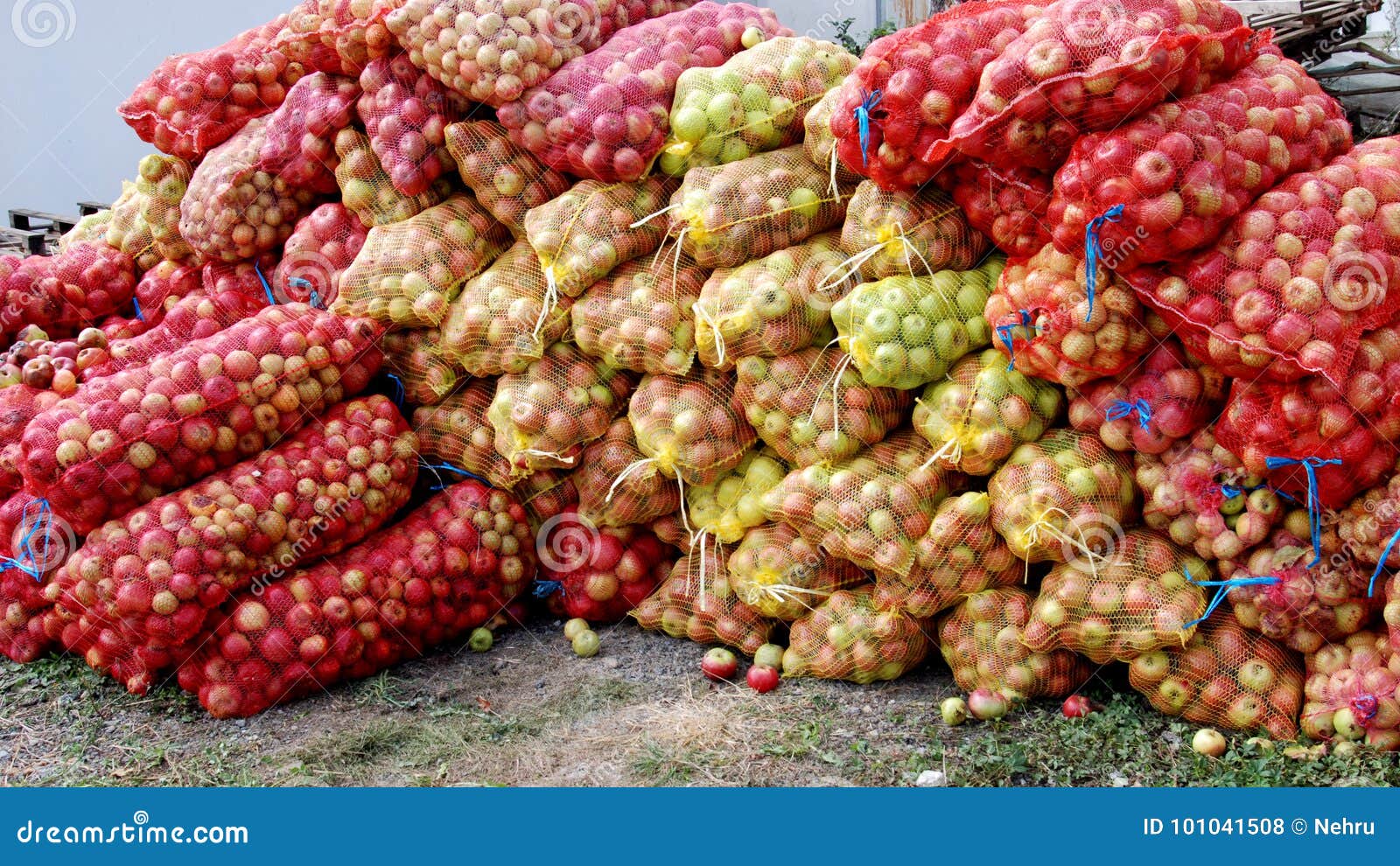 Ripe Apples in a Mesh Bags Ready for Transporting in an Industrial ...