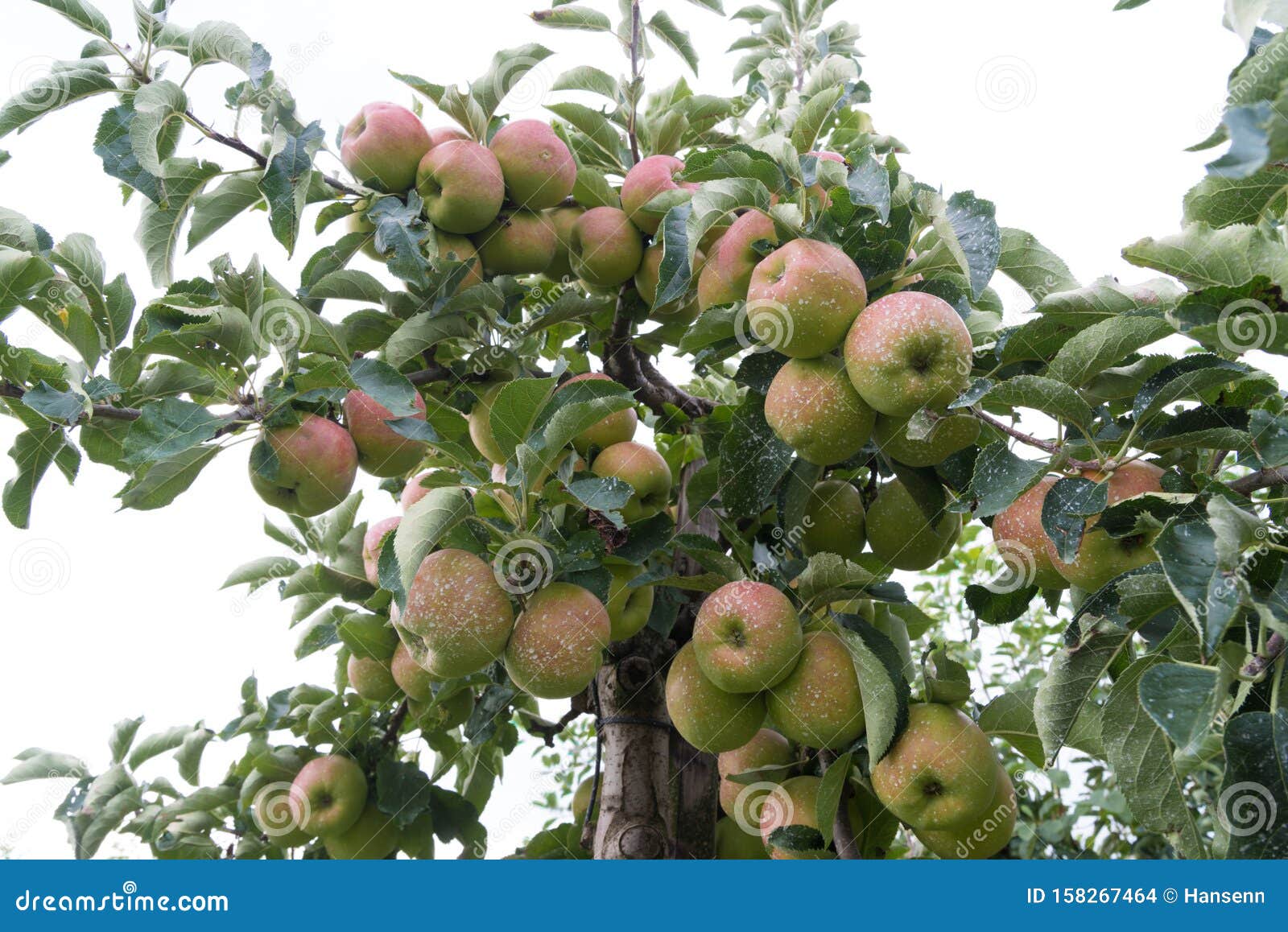 Ripe apples on a tree stock photo. Image of farming - 158267464