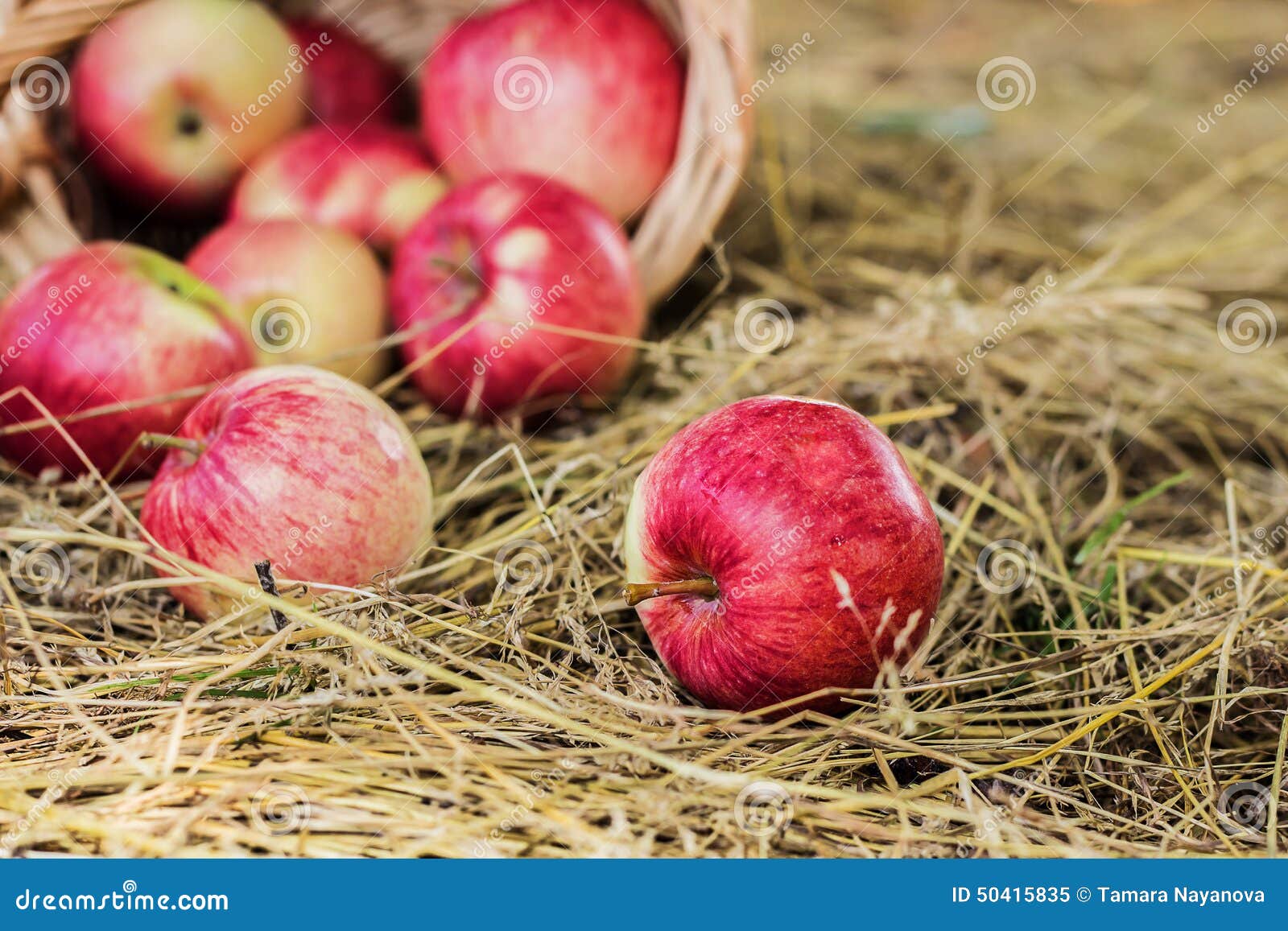 Ripe apples stock image. Image of life, scattered, seasonal - 50415835