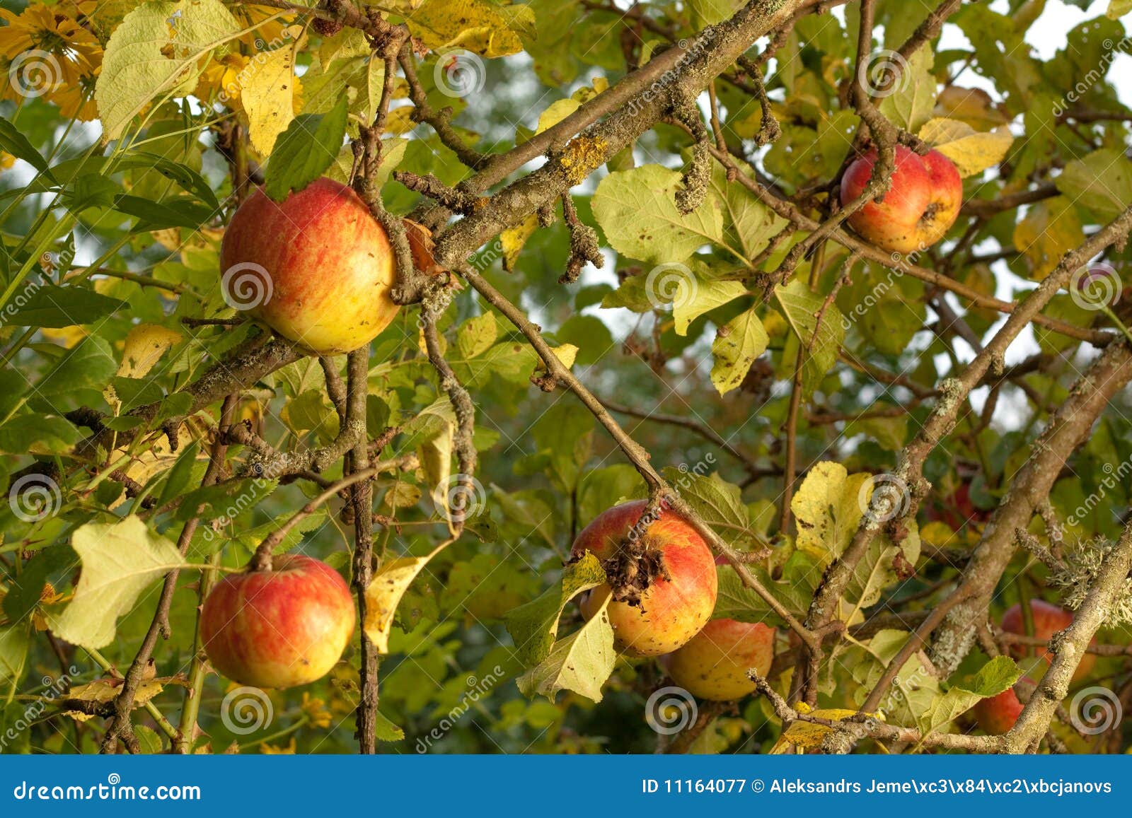Ripe apples in tree stock image. Image of gorgeous, twigs - 11164077