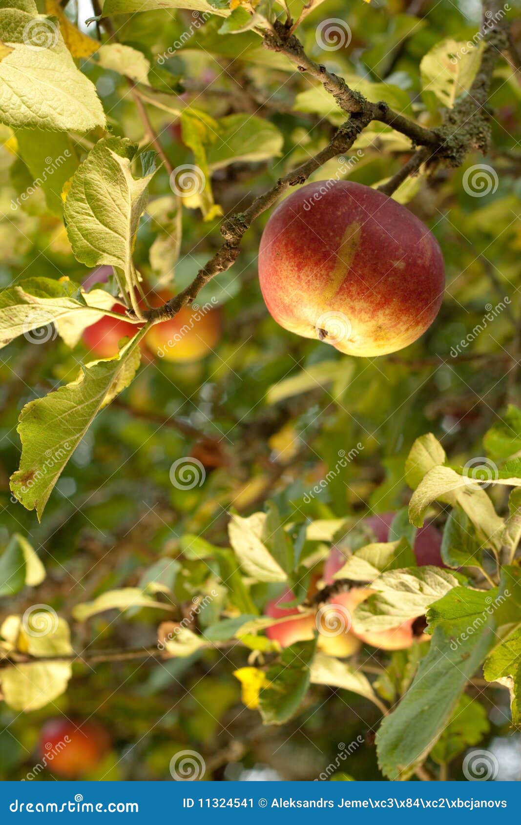 Ripe apples in tree stock image. Image of apple, ripe - 11324541