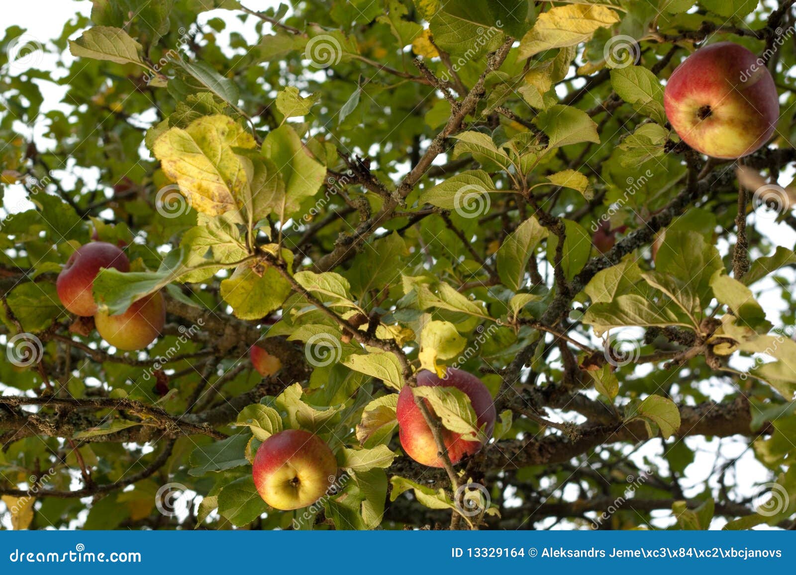 Ripe apples in tree stock photo. Image of fruit, gorgeous - 13329164