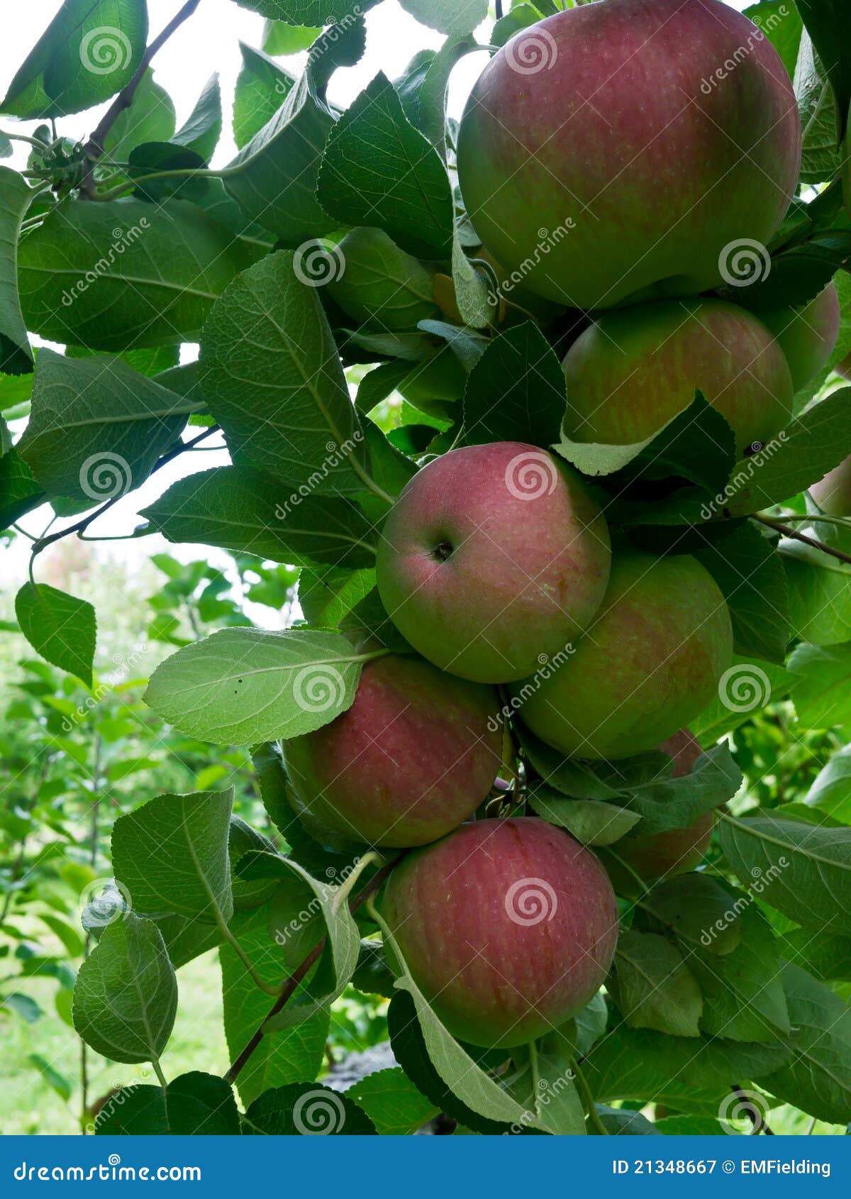 Ripe apples on tree stock image. Image of crop, food - 21348667