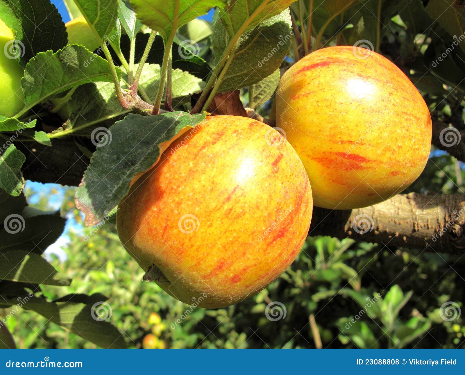 Ripe apples on tree stock photo. Image of outdoor, brunch - 23088808