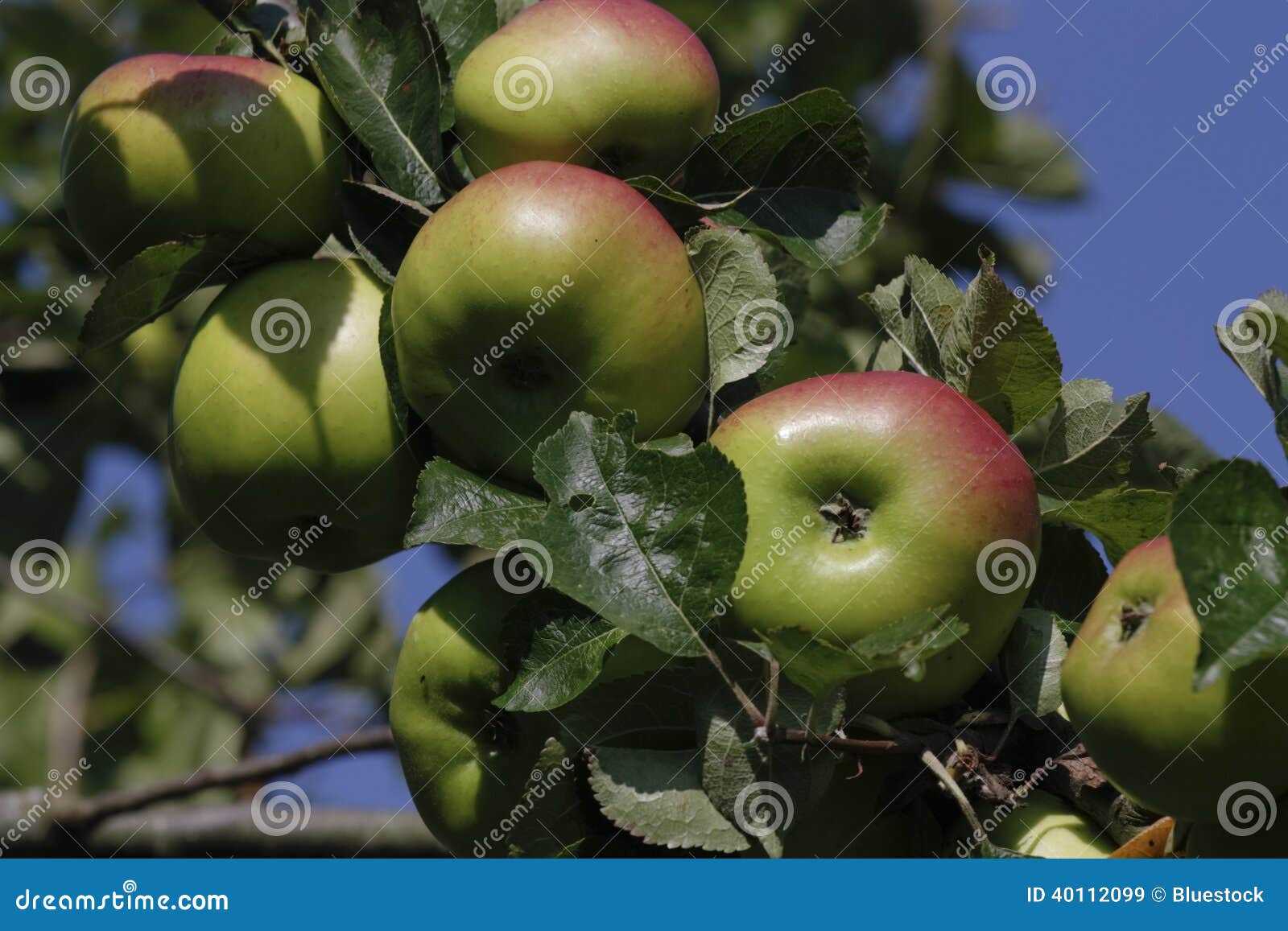 Ripe apples tree stock image. Image of plant, seson, growing - 40112099