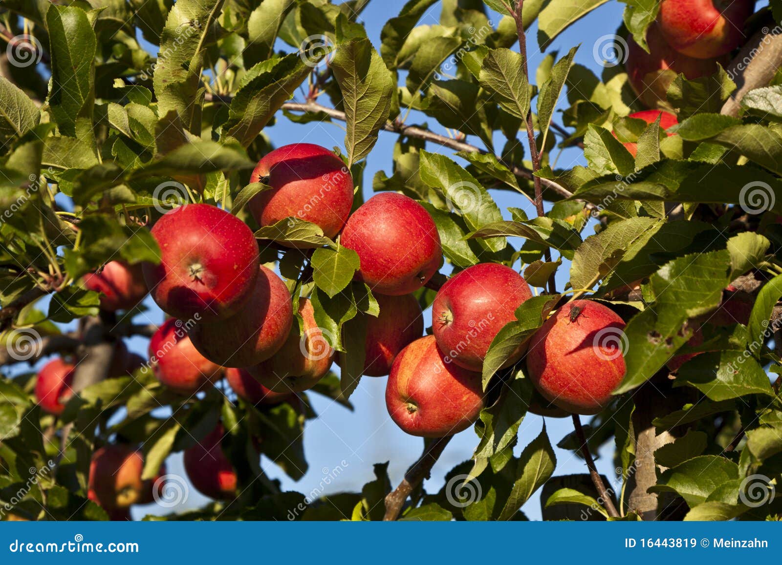 Ripe Apples on a Tree Branch Stock Image - Image of branch, gardening ...