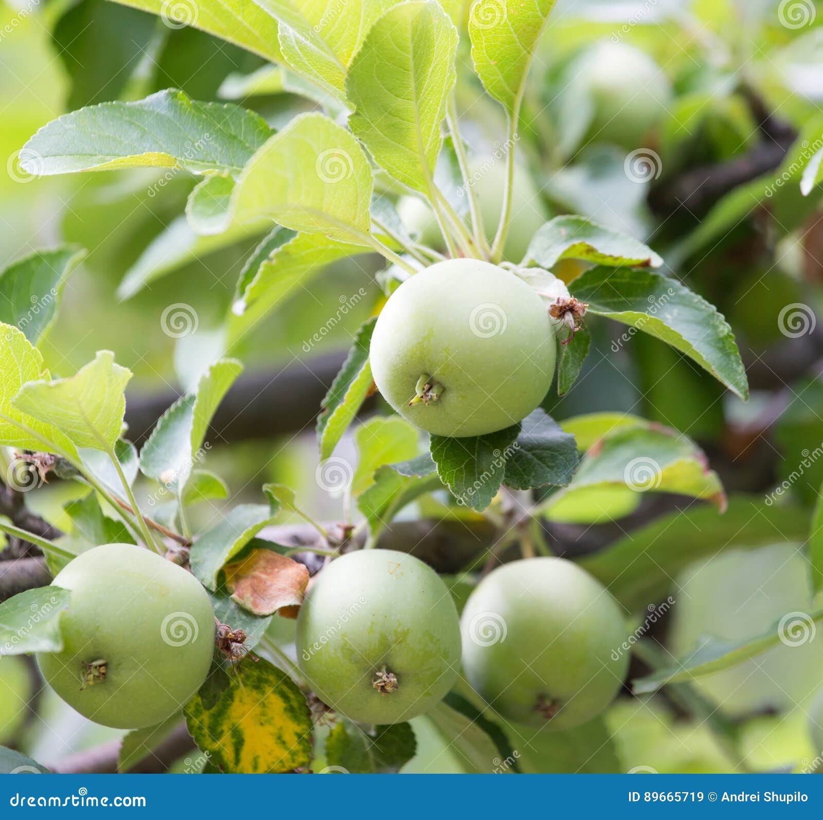 Ripe Apples on a Tree Branch Stock Image - Image of freshness, group ...