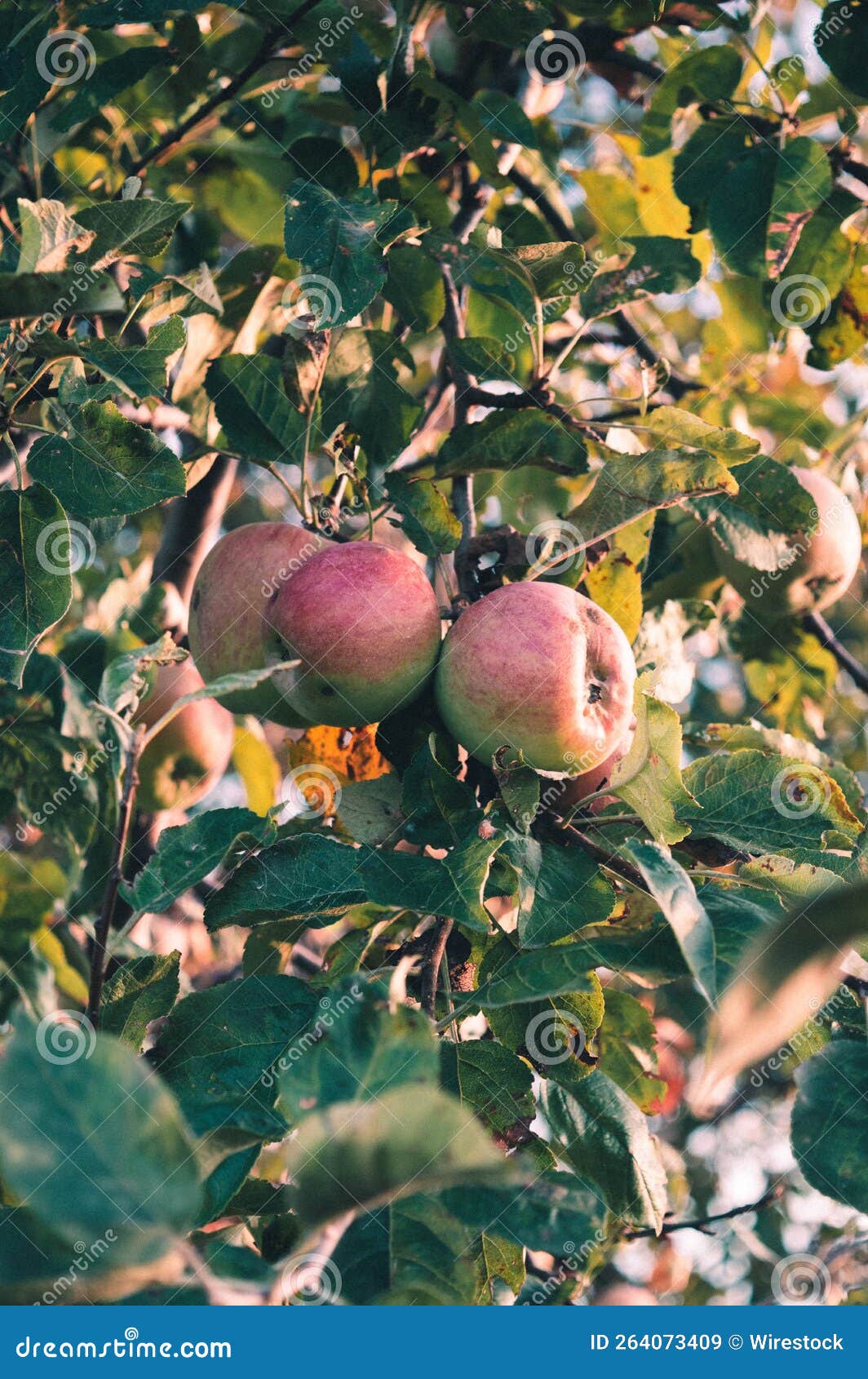 Ripe Apples on a Tree Branch, Vertical Stock Image - Image of juicy ...