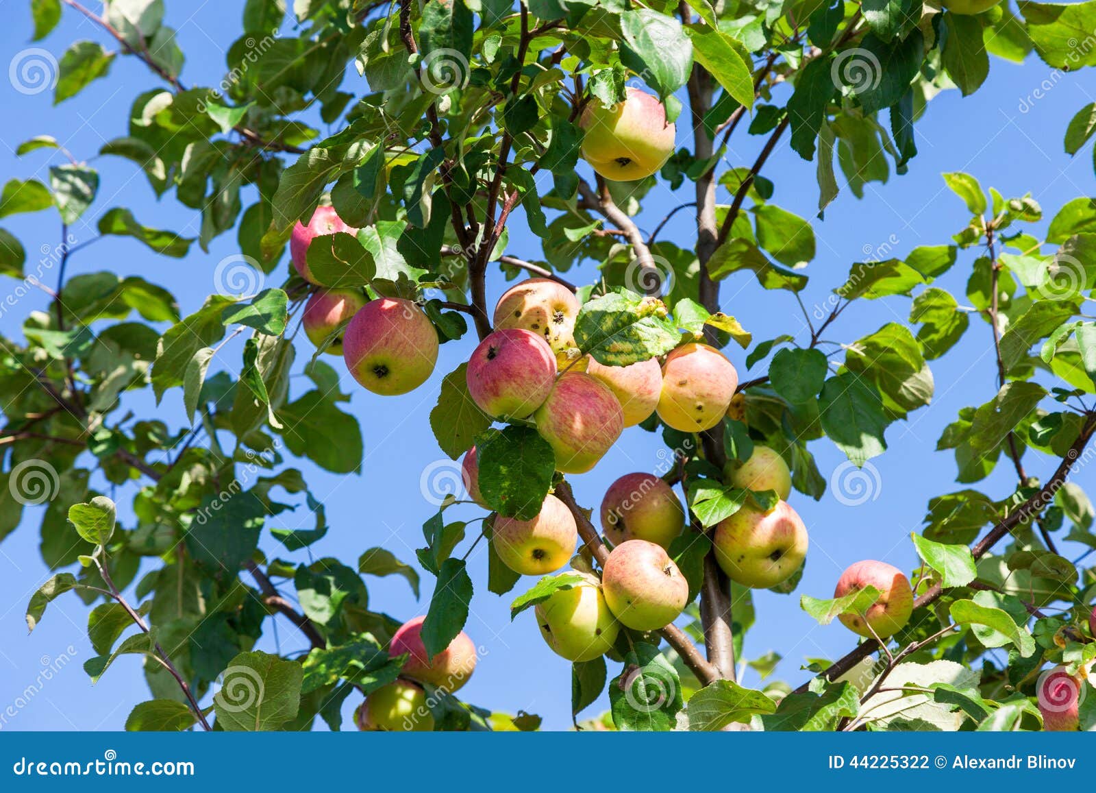 Ripe apples on the tree stock photo. Image of branch - 44225322