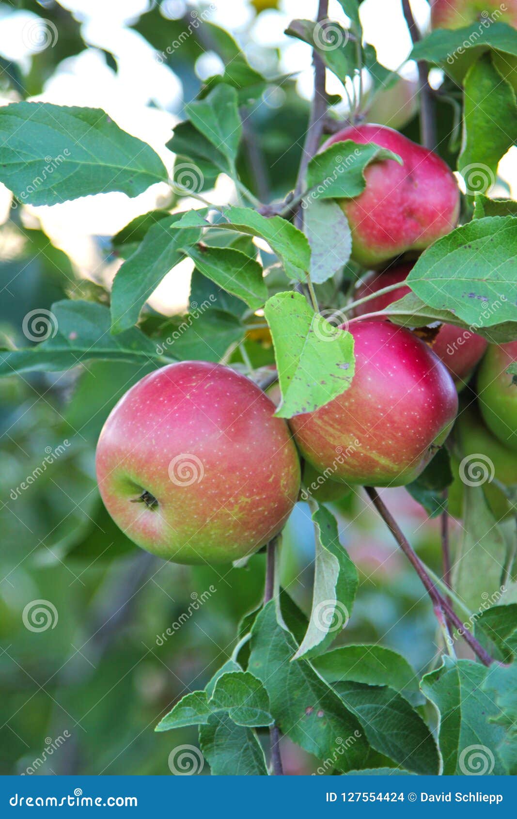 Ripe Apples on Tree stock photo. Image of ripe, food - 127554424