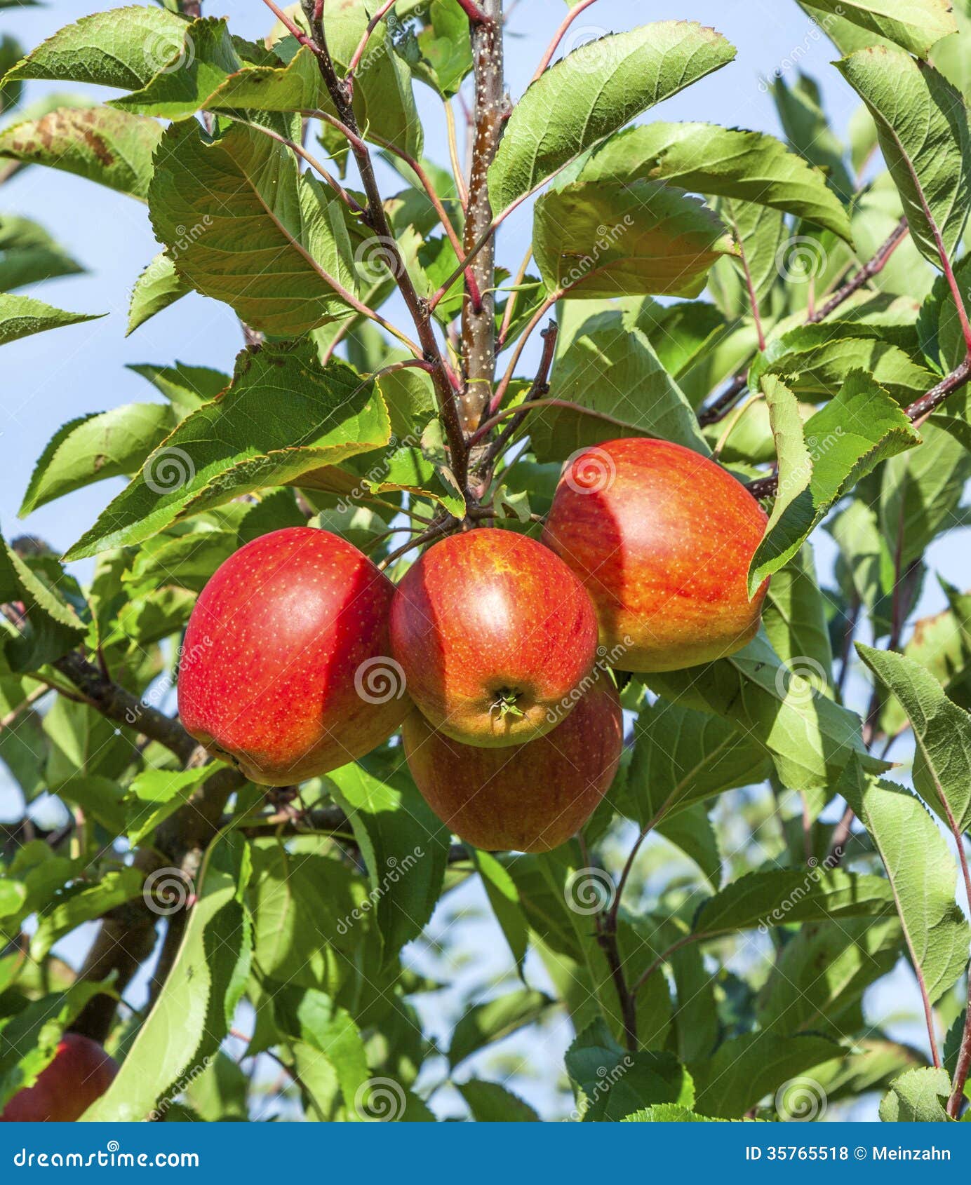 Ripe apples at the tree stock photo. Image of bright - 35765518
