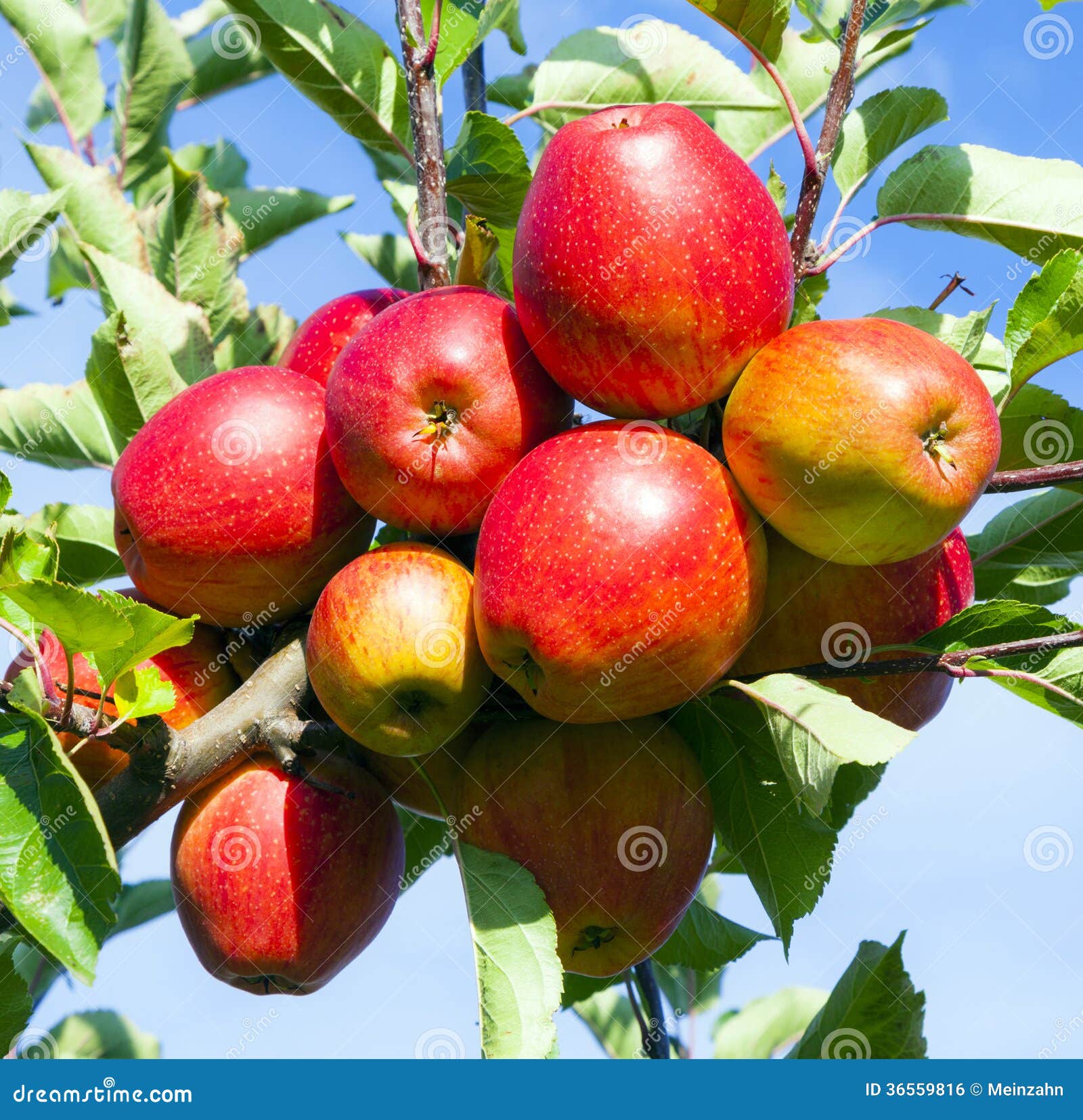 Ripe apples at the tree stock photo. Image of edible - 36559816