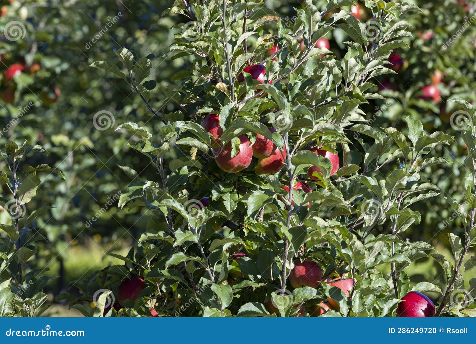Ripe ripe apples on a tree stock photo. Image of branch - 286249720