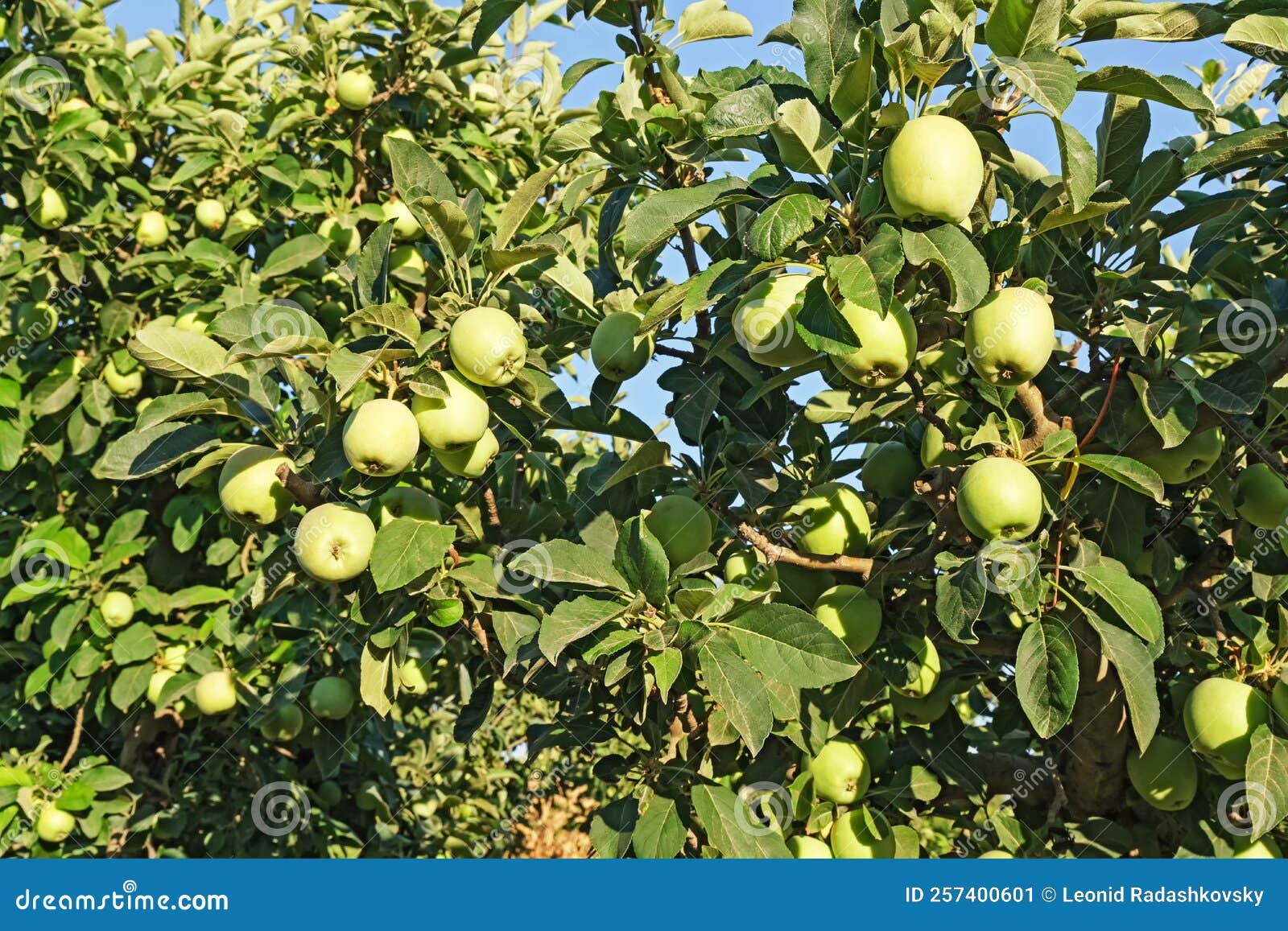 Ripe Apples on the Tree during the Harvest Season Stock Image - Image ...