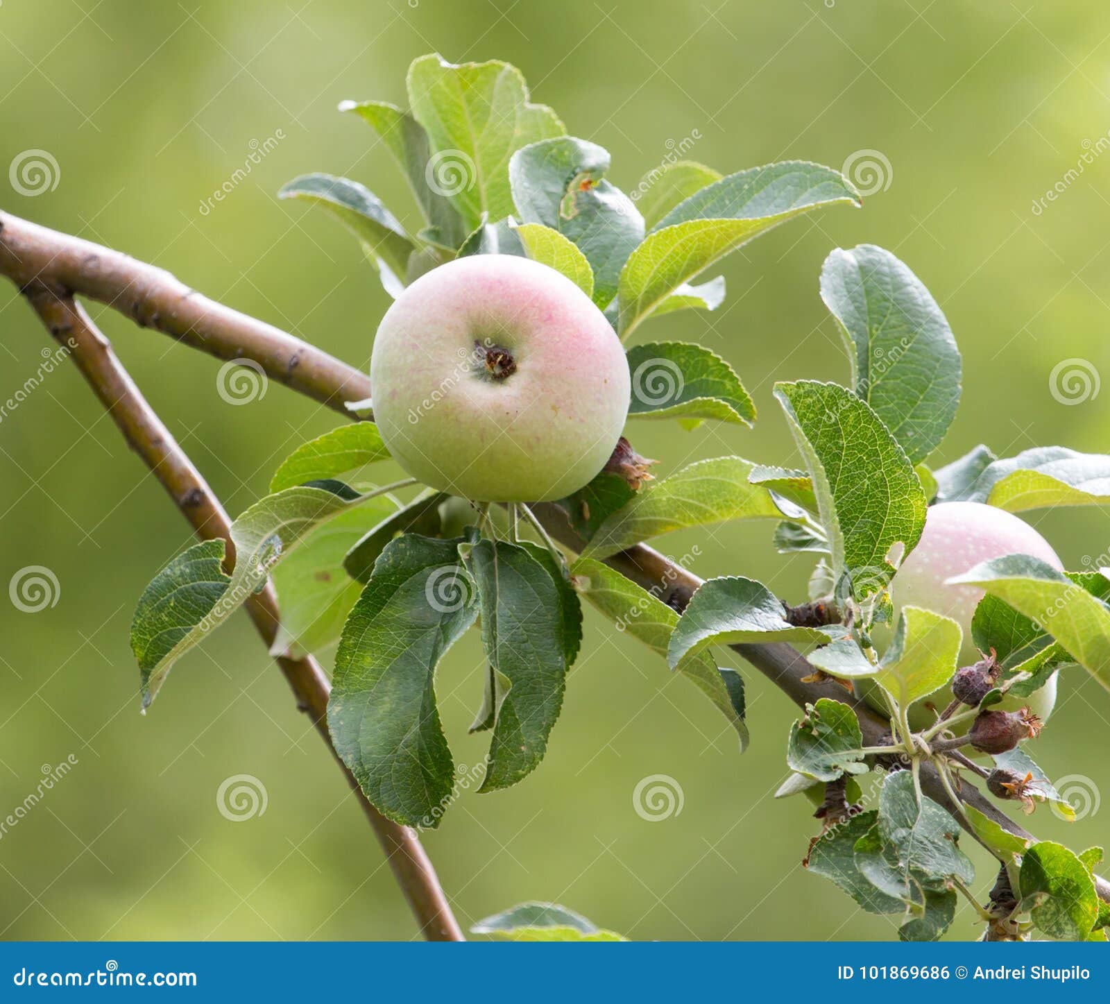 Ripe Apples on the Tree in Nature Stock Photo - Image of leaf, food ...