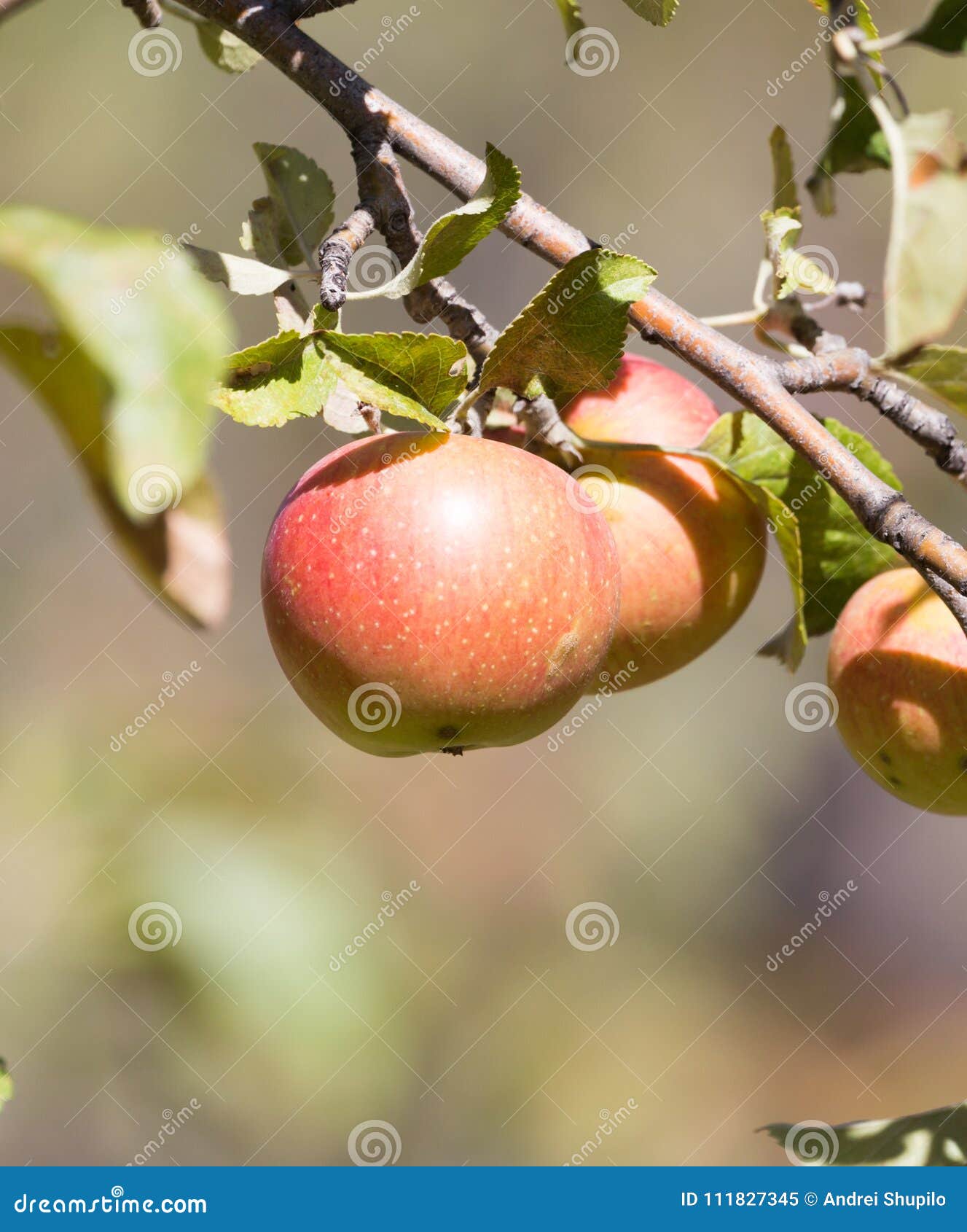 Ripe Apples on the Tree in Nature Stock Image - Image of healthy, green ...