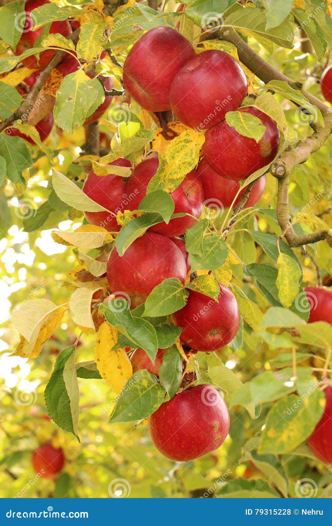 Ripe apples on the tree stock photo. Image of garden - 79315228