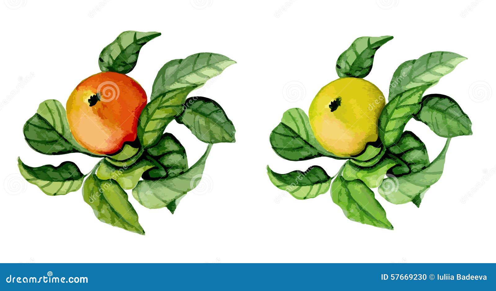 Ripe apples stock vector. Illustration of watercolor - 57669230
