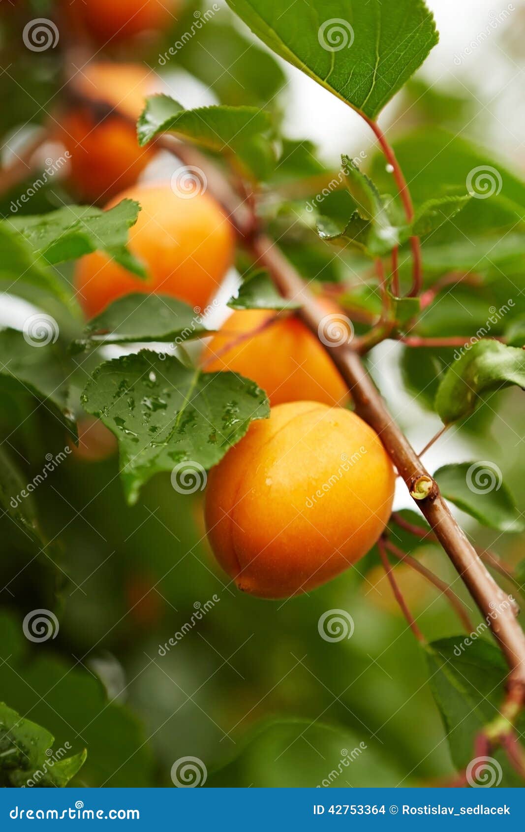 Ripe Apricots on the Branch Stock Photo - Image of orange, apricots ...