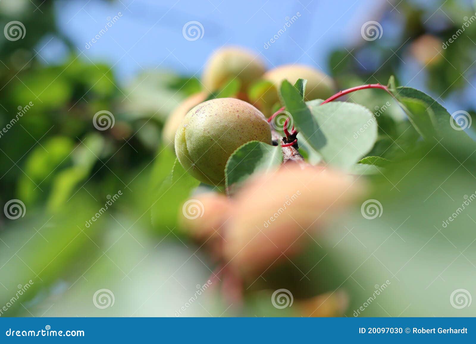 Ripe Apricots on a Tree Branch Stock Photo - Image of cultivation ...