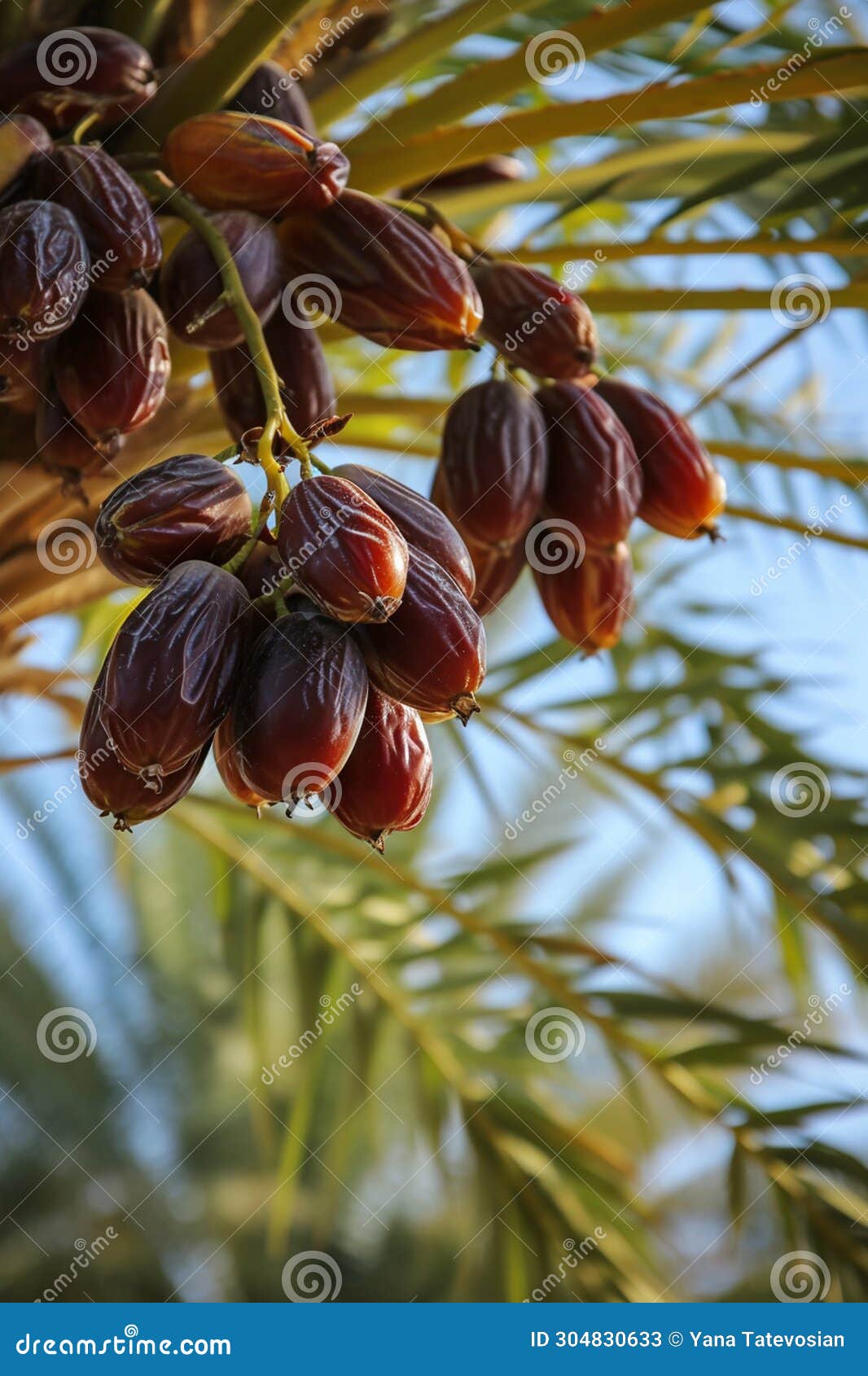 Ripe Arabic Dates. Selective Focus. Stock Image - Image of exotic, ripe ...
