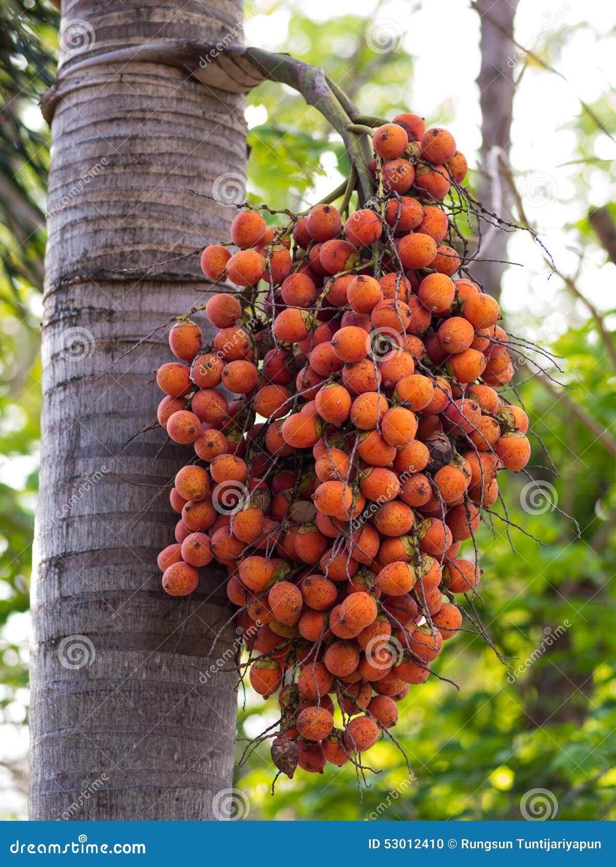 Ripe Areca Nut Palm stock photo. Image of leaf, color - 53012410