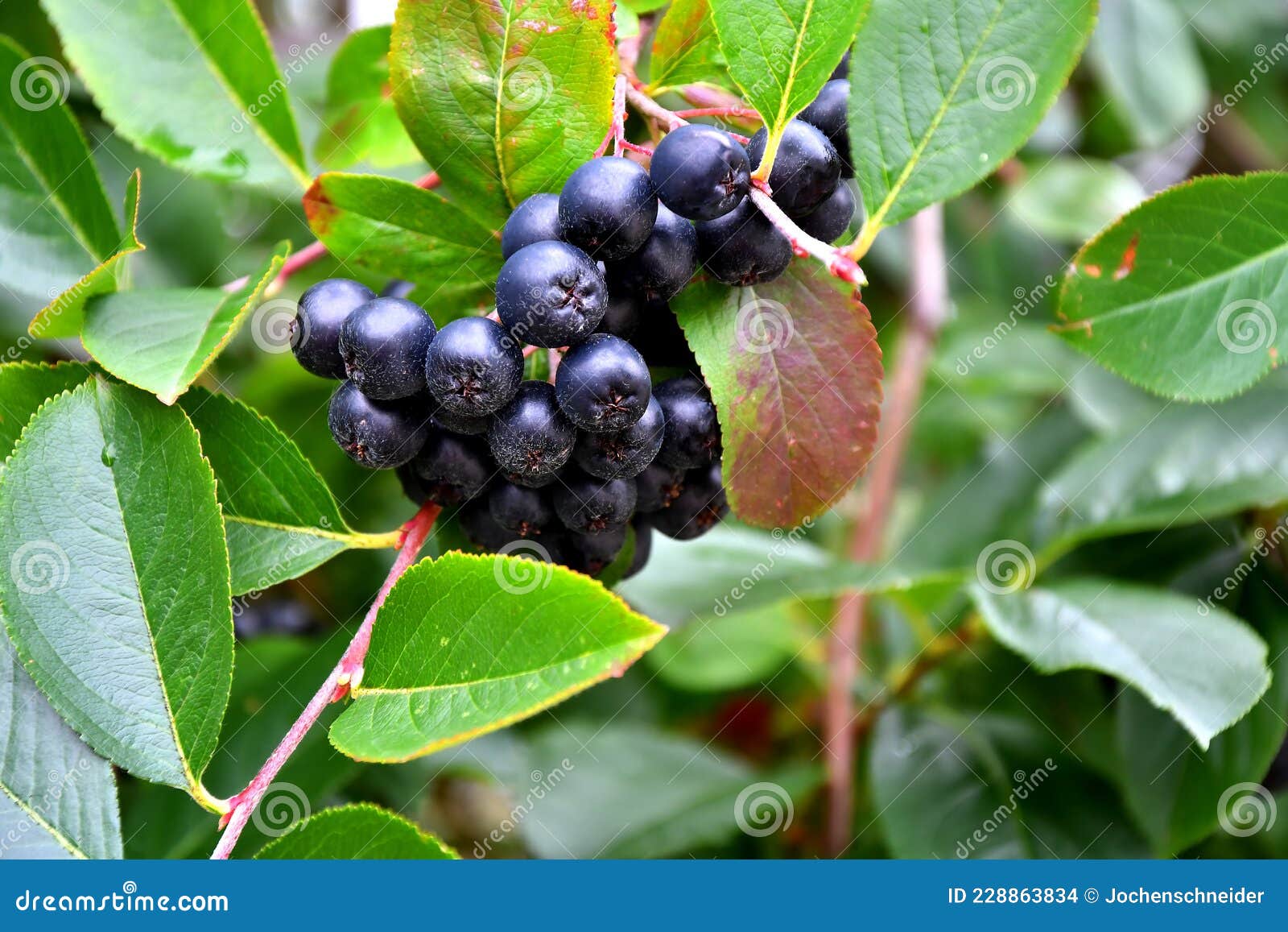 Ripe Aronia Berries on a Tree Stock Photo - Image of ashberry, plant ...