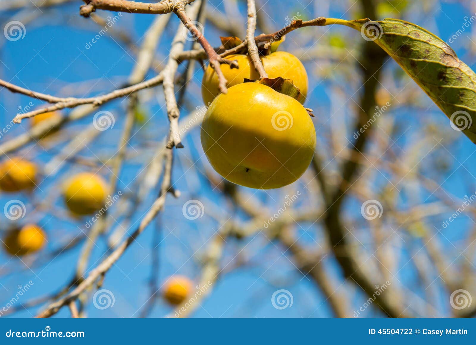 Ripe Asian Persimmon on a Tree Stock Photo - Image of picking, produce ...