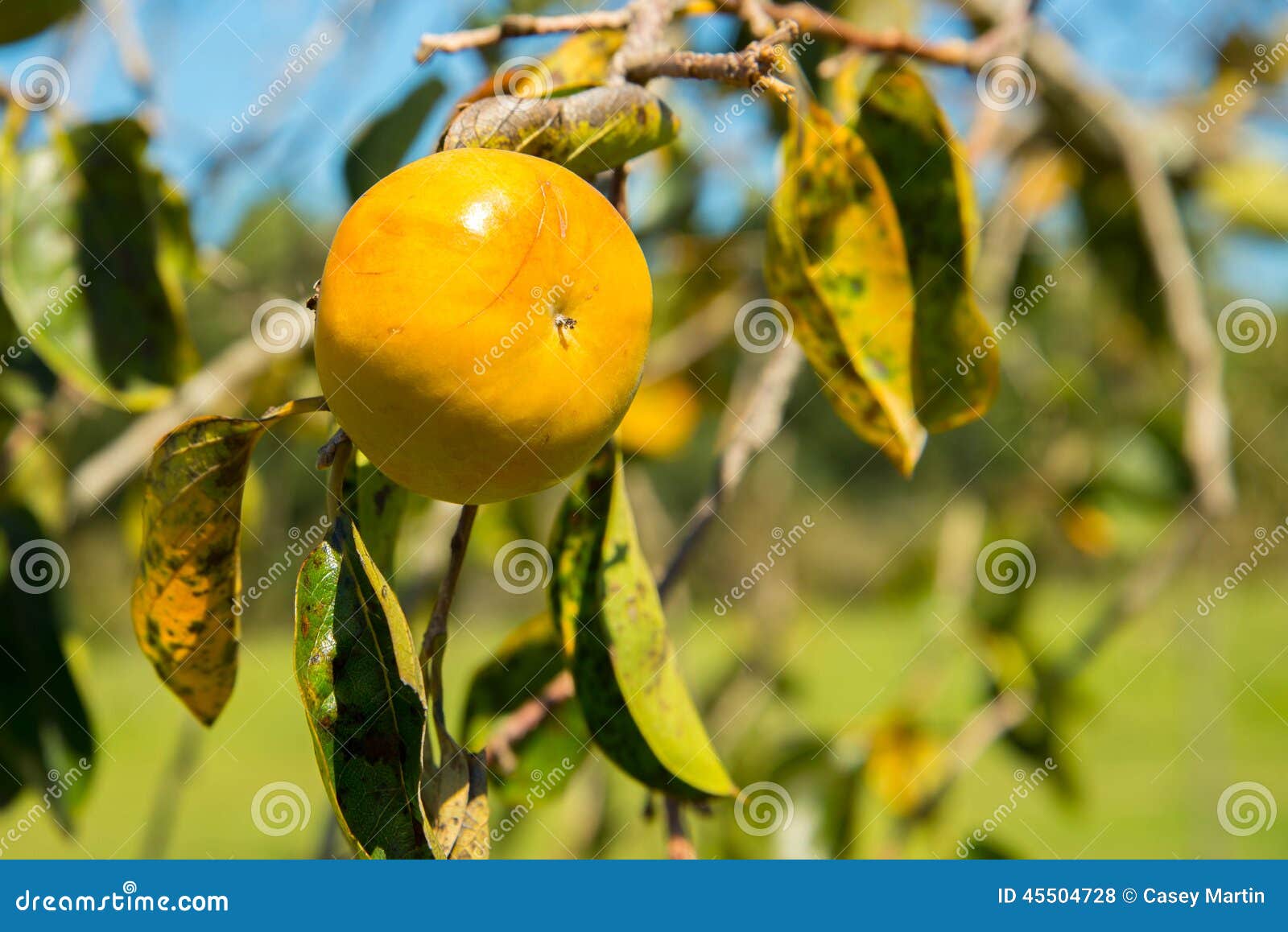 Ripe Asian Persimmon on a Tree Stock Photo - Image of orchard, branch ...