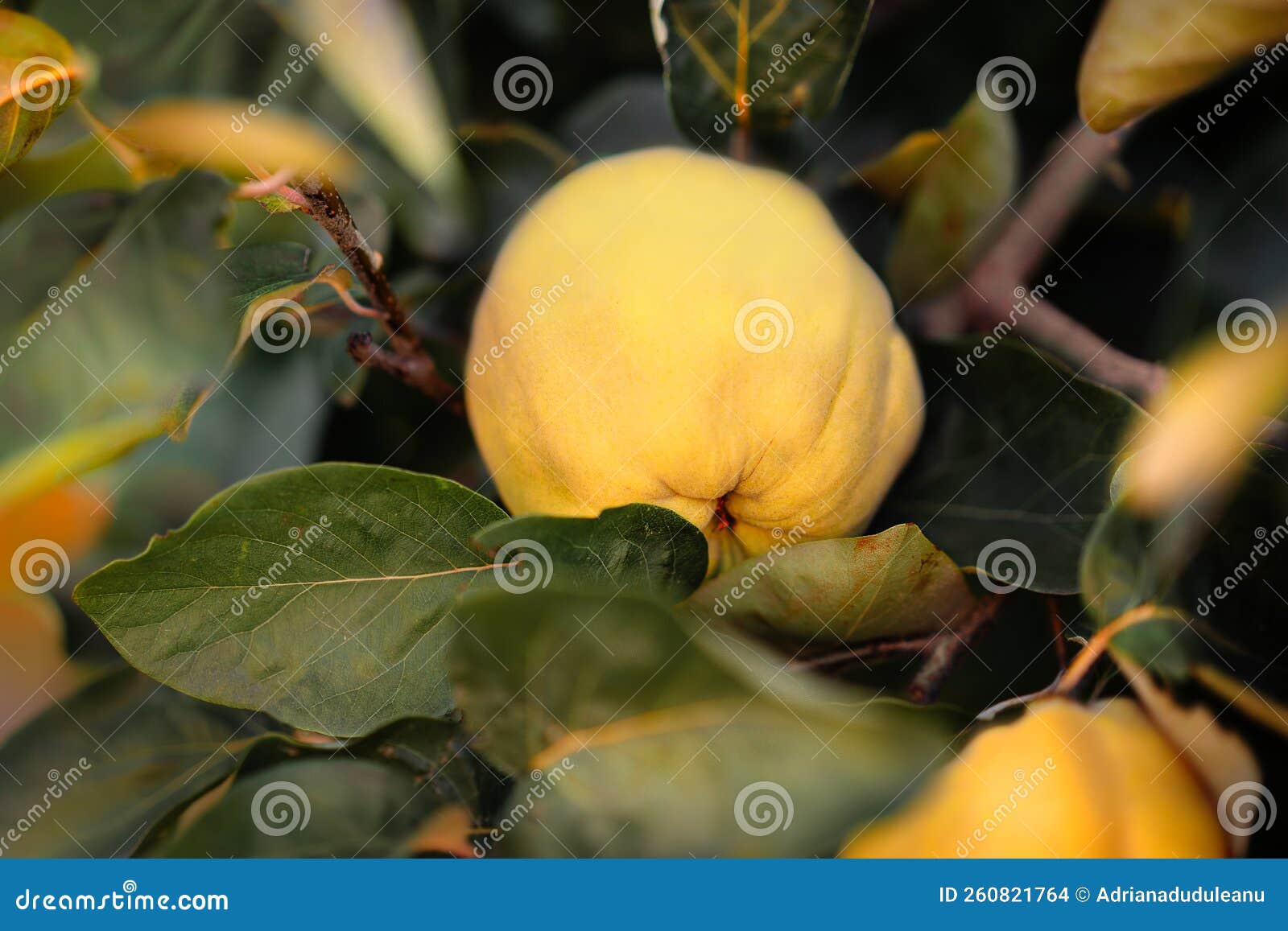 Quince Fruit on Tree Branch Stock Photo - Image of countryside, multi ...