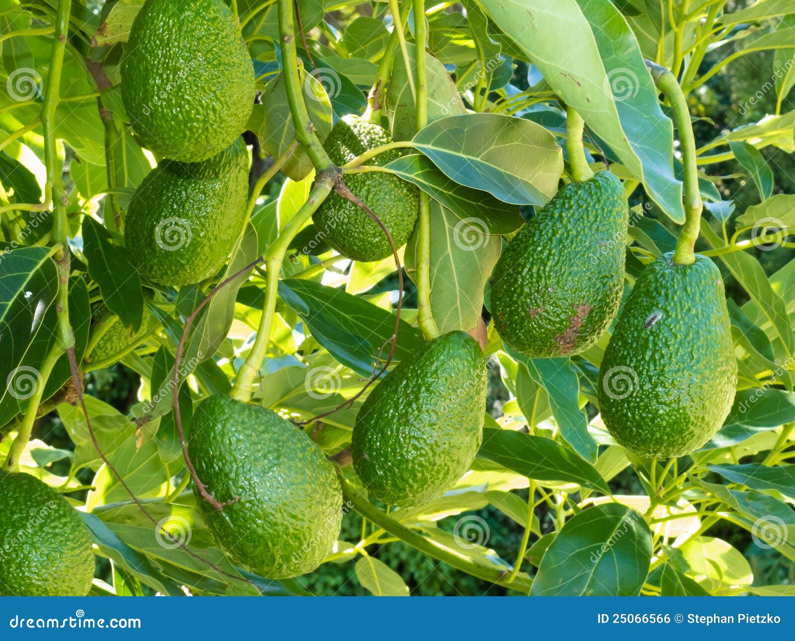 Ripe Avocado Fruits Growing on Tree As Crop Stock Photo - Image of ...