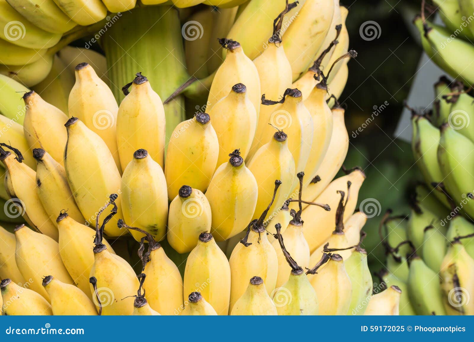 Ripe banana stock image. Image of natural, cultivate - 59172025