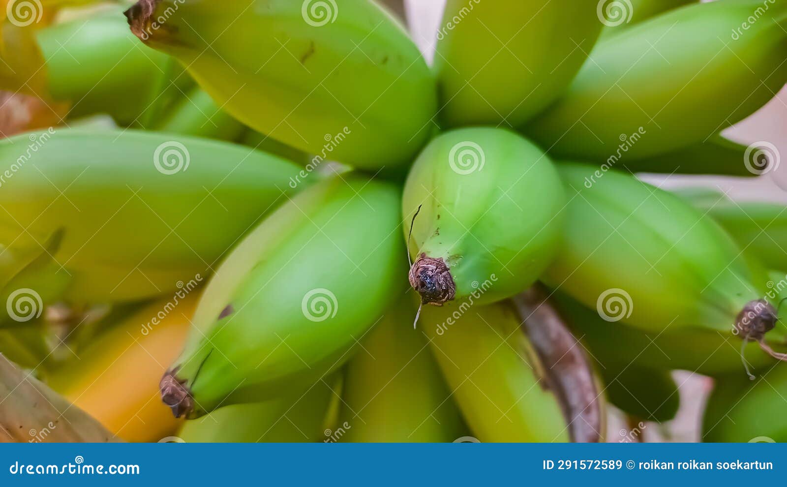 Ripe Banana Fruit on the Tree Stock Image - Image of tree, nature ...