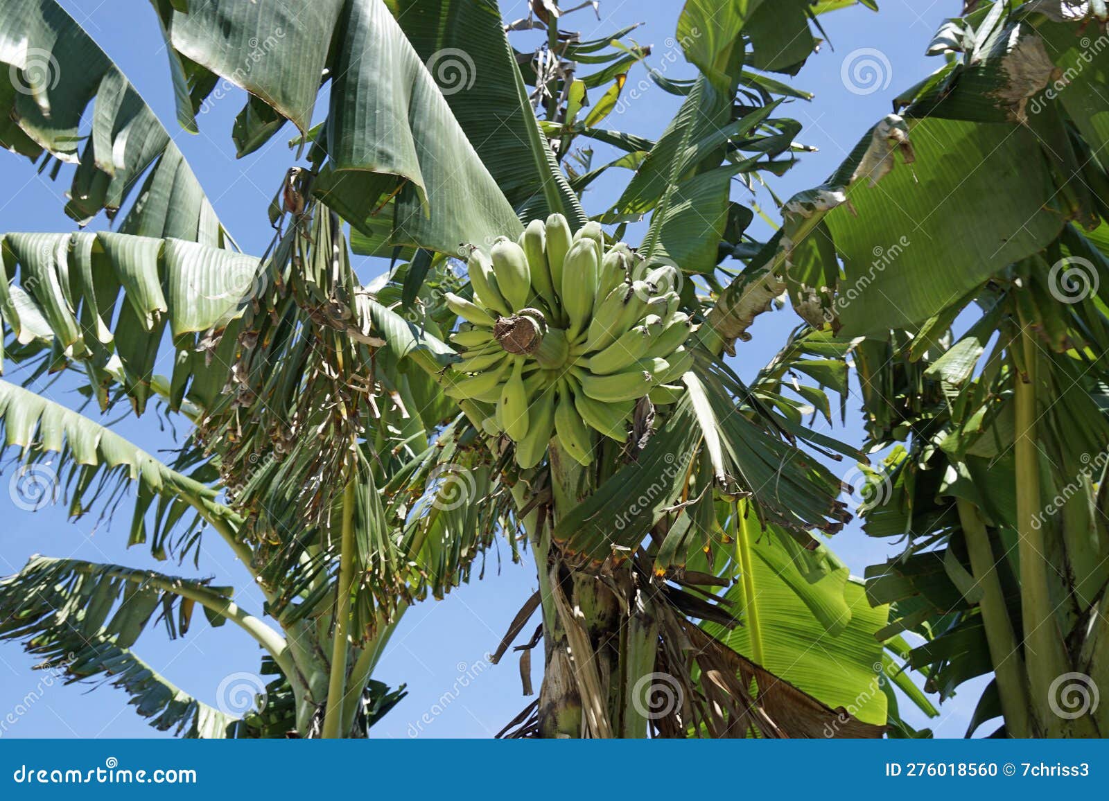 Ripe Banana Fruits on a Banana Tree in the Philippines Stock Photo ...