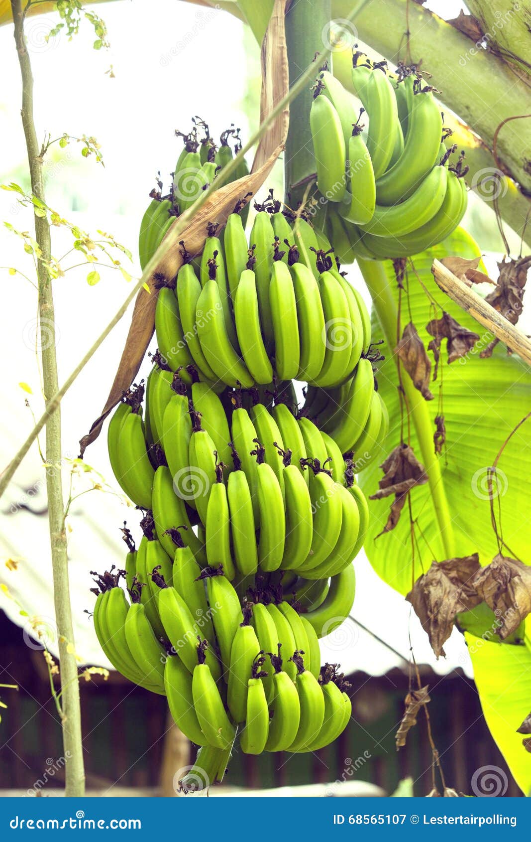 Ripe bananas branch stock image. Image of branch, stem - 68565107