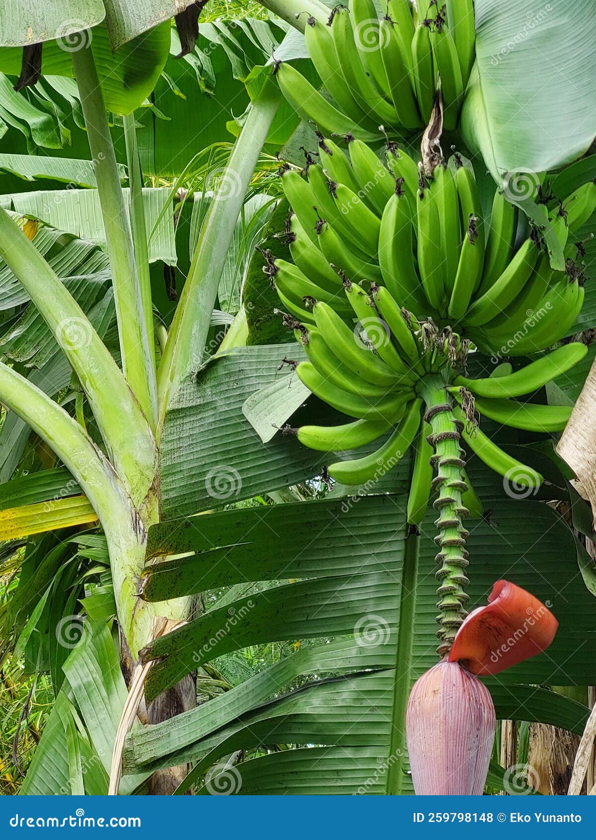 Ripe bananas on the tree stock photo. Image of leaf - 259798148