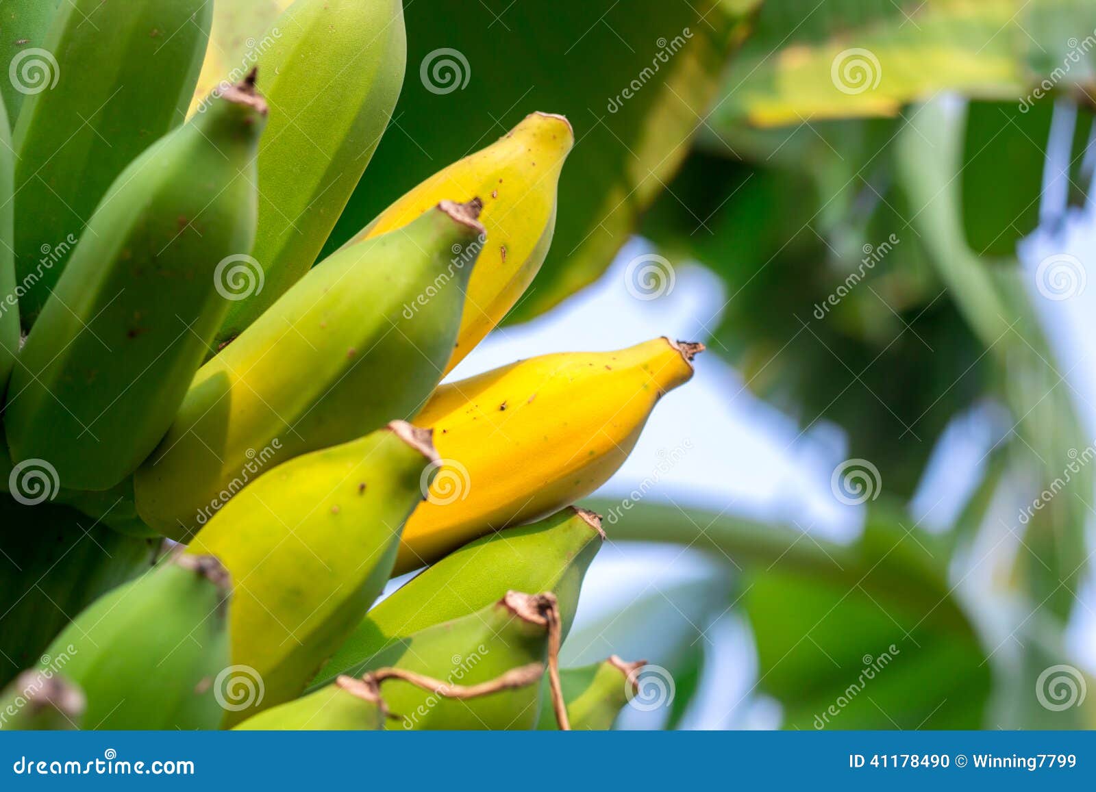 Ripe bananas stock photo. Image of closeup, dieting, ripe - 41178490