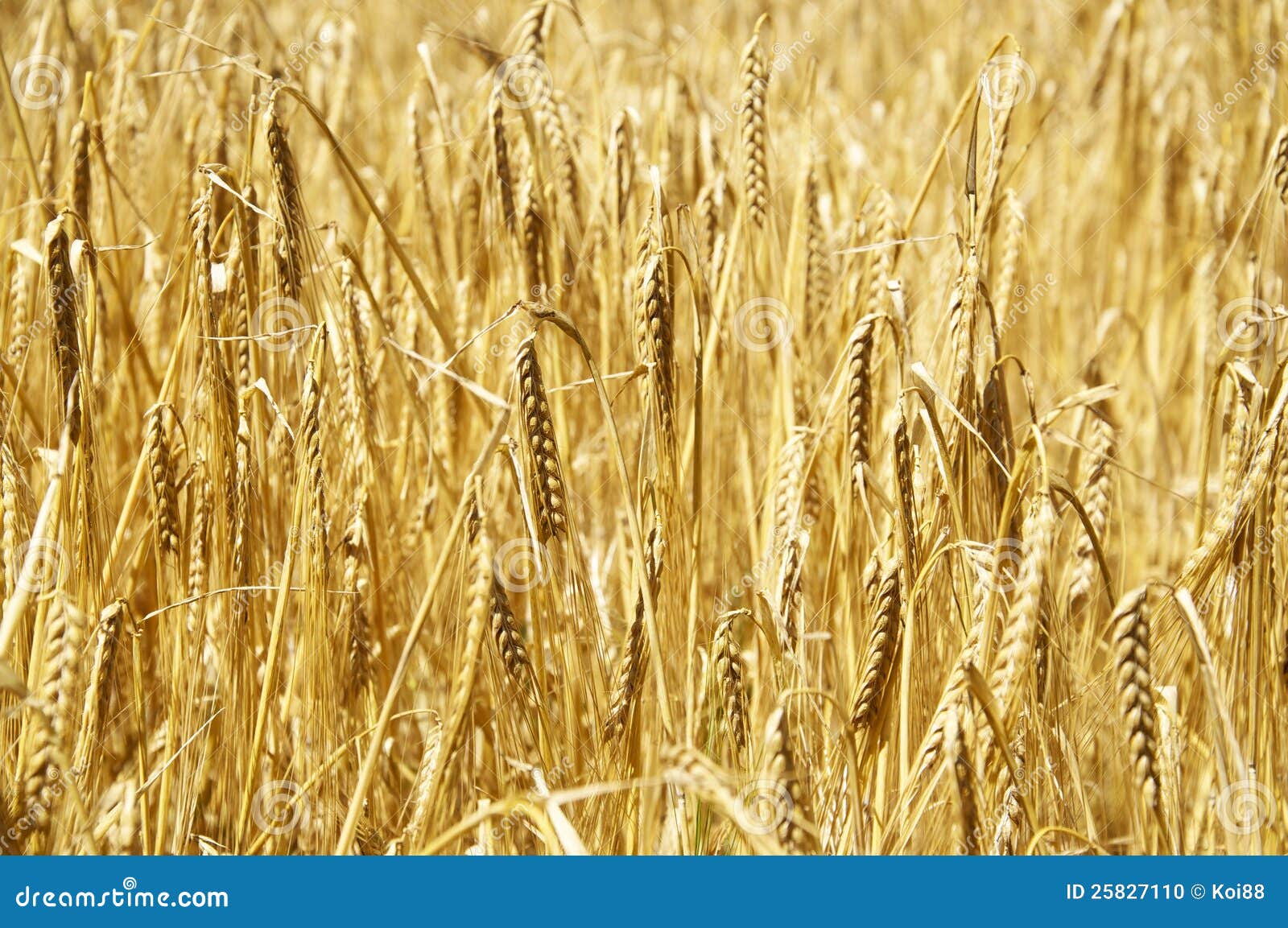 Ripe Barley stock photo. Image of monoculture, crops - 25827110