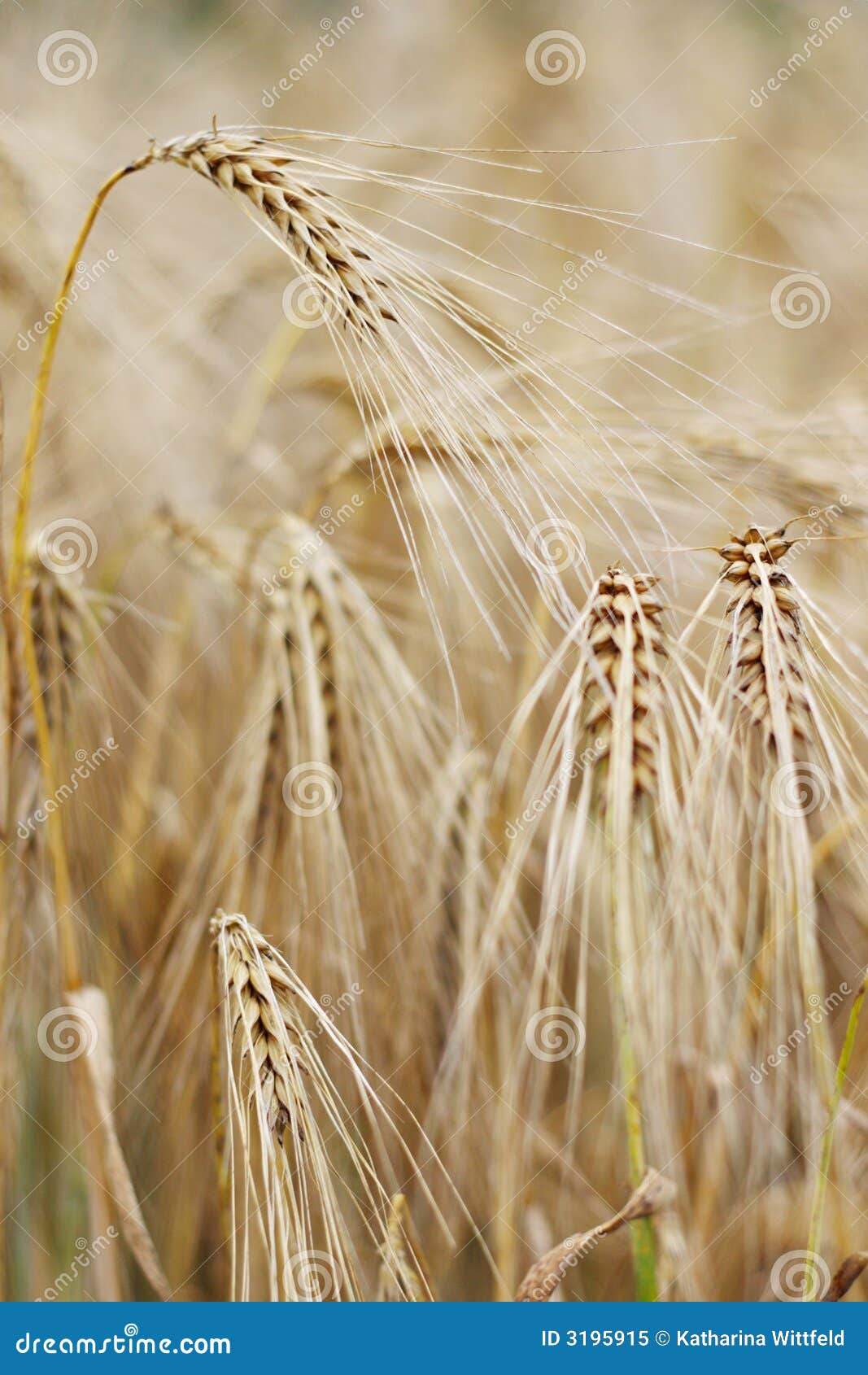 Ripe barley stock image. Image of grain, gold, golden - 3195915