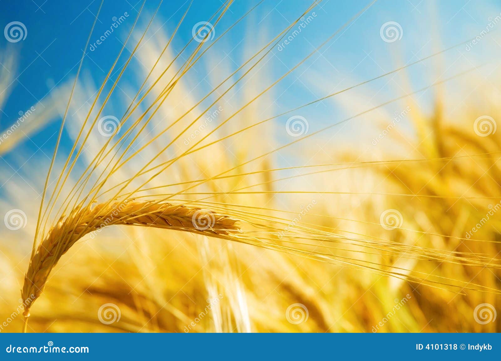 Ripe Barley stock photo. Image of gold, harvest, grain - 4101318