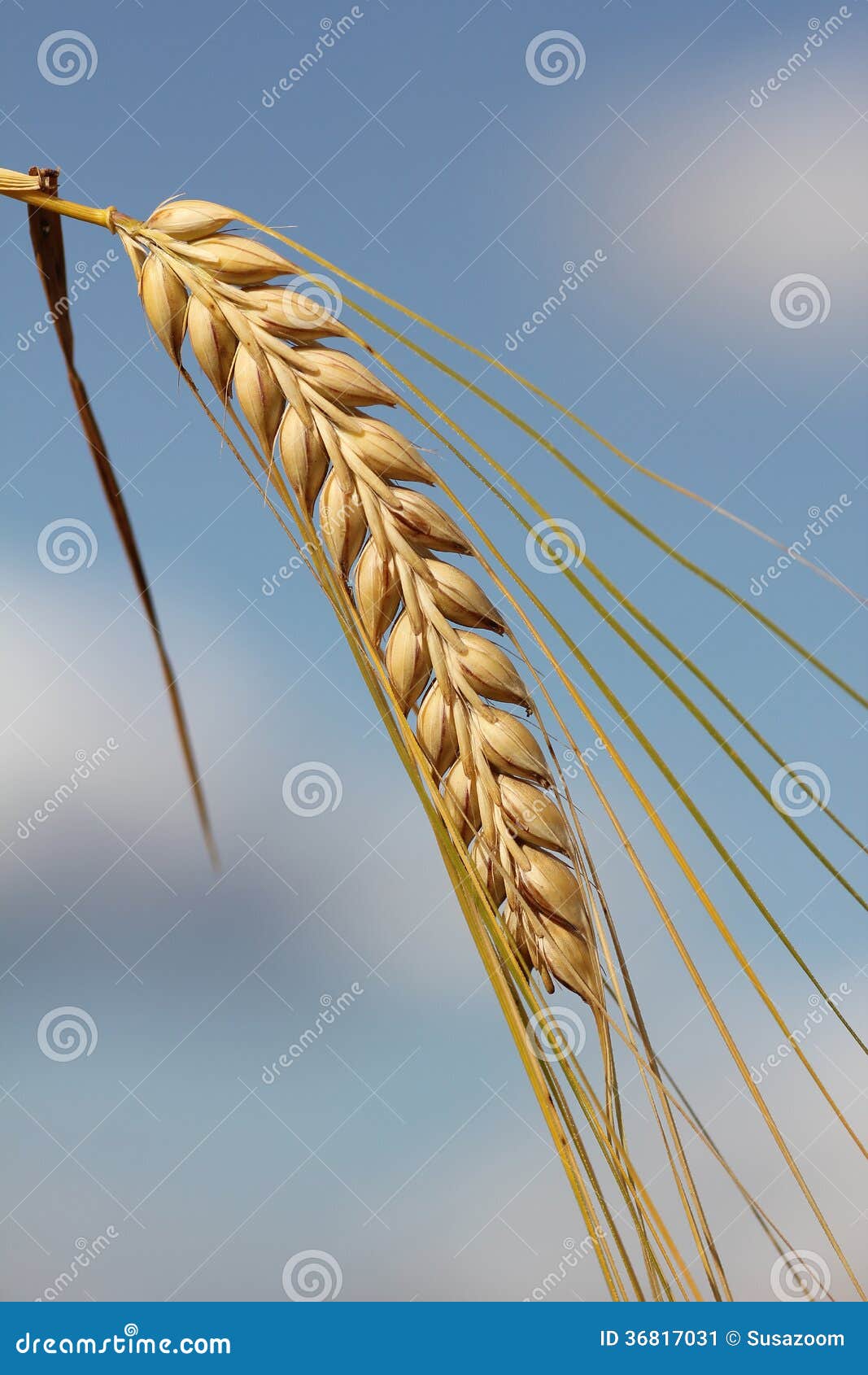 Ripe Barley Ear Against Blue Sky Stock Image - Image of autumn, reap ...