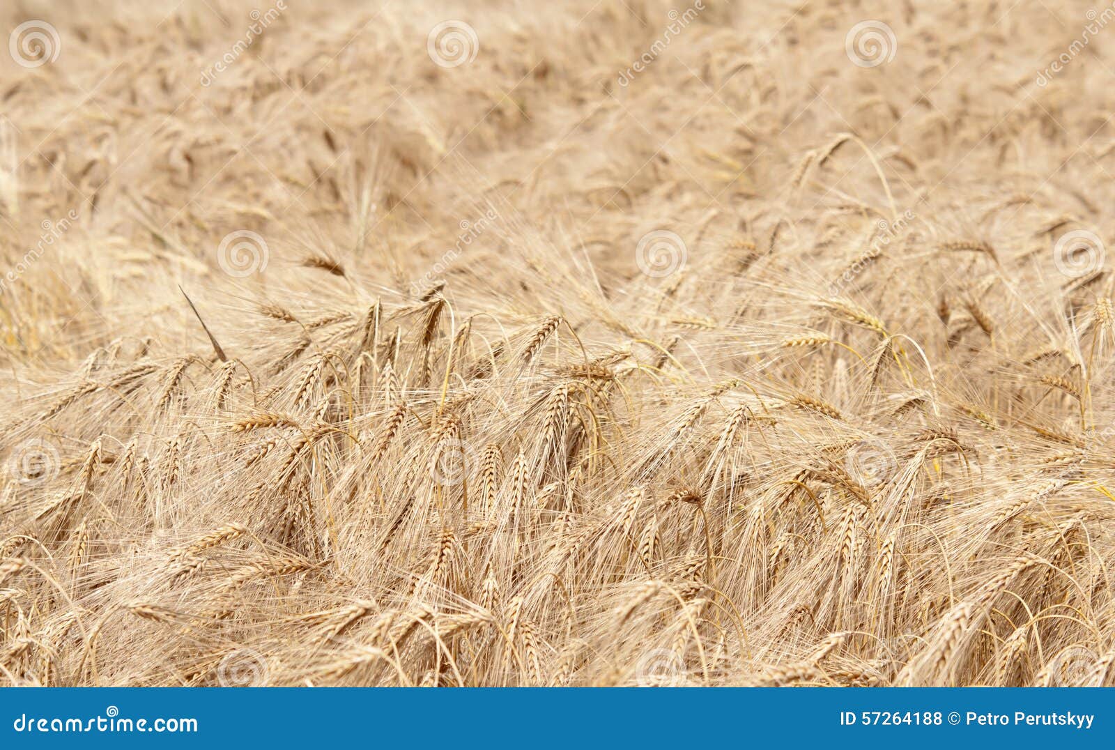 Ripe barley stock photo. Image of harvesting, ears, meal - 57264188
