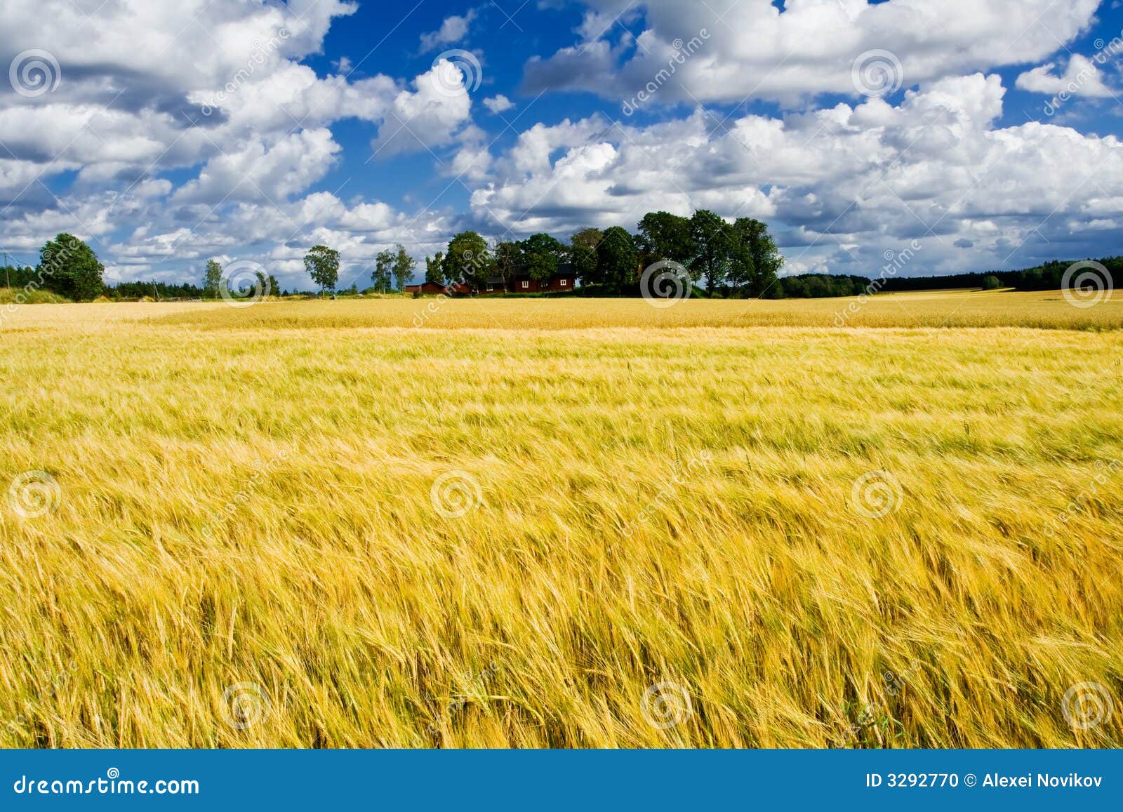 Ripe barley field stock photo. Image of environment, landscape - 3292770